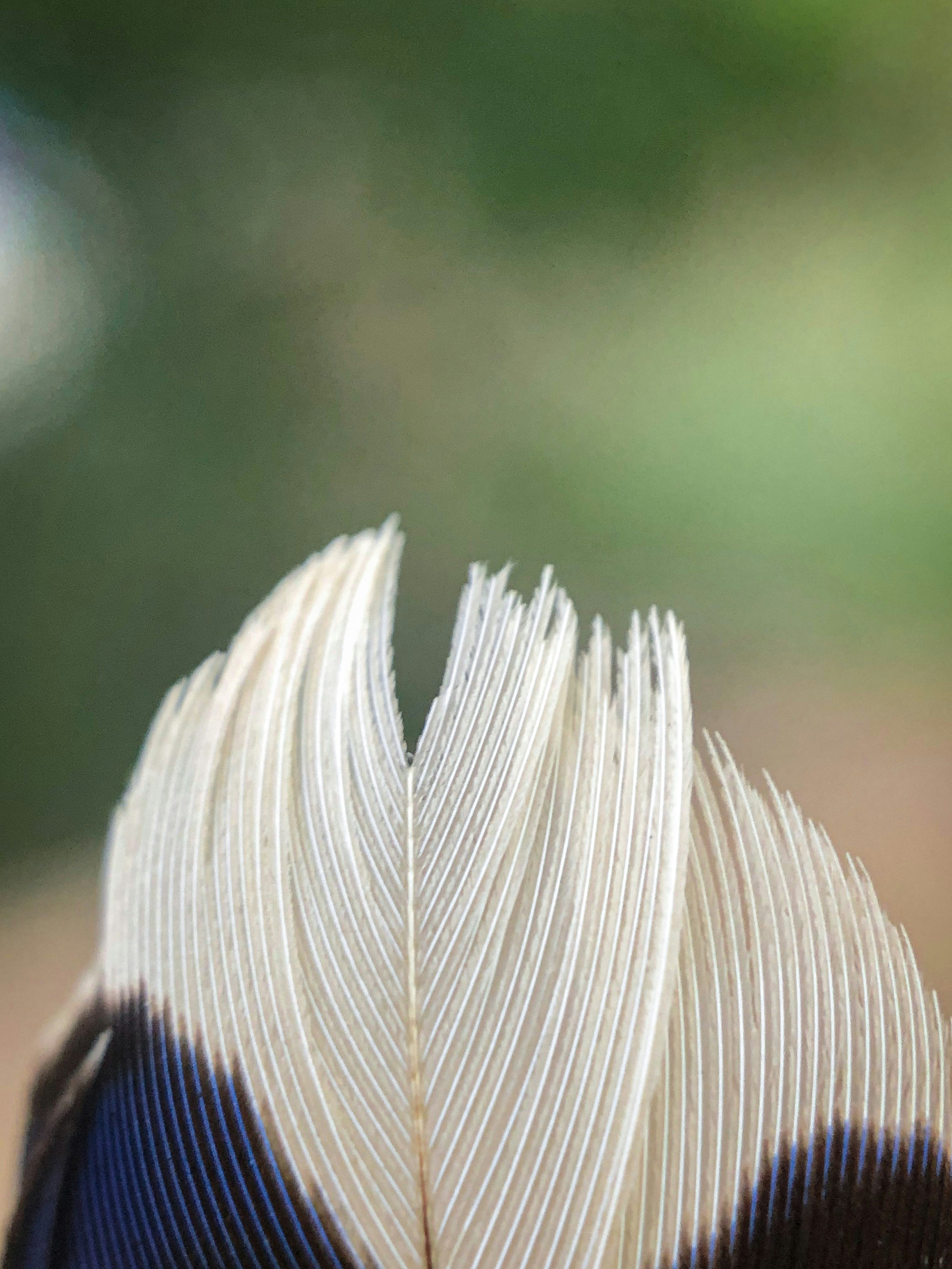 Bluejay feather closeup