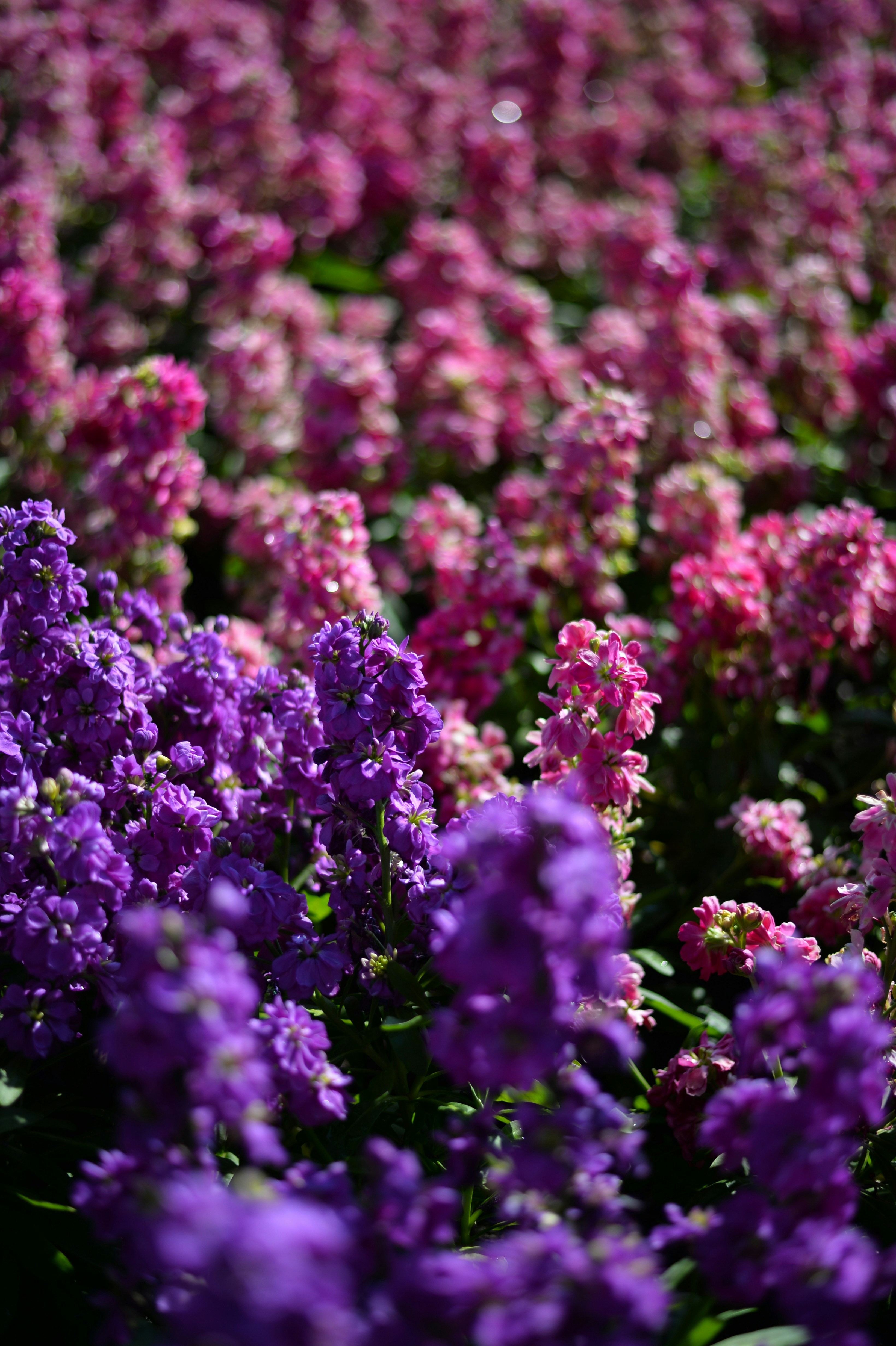Velvet Lilacs in Morning Light: A Field of Purple Bloom