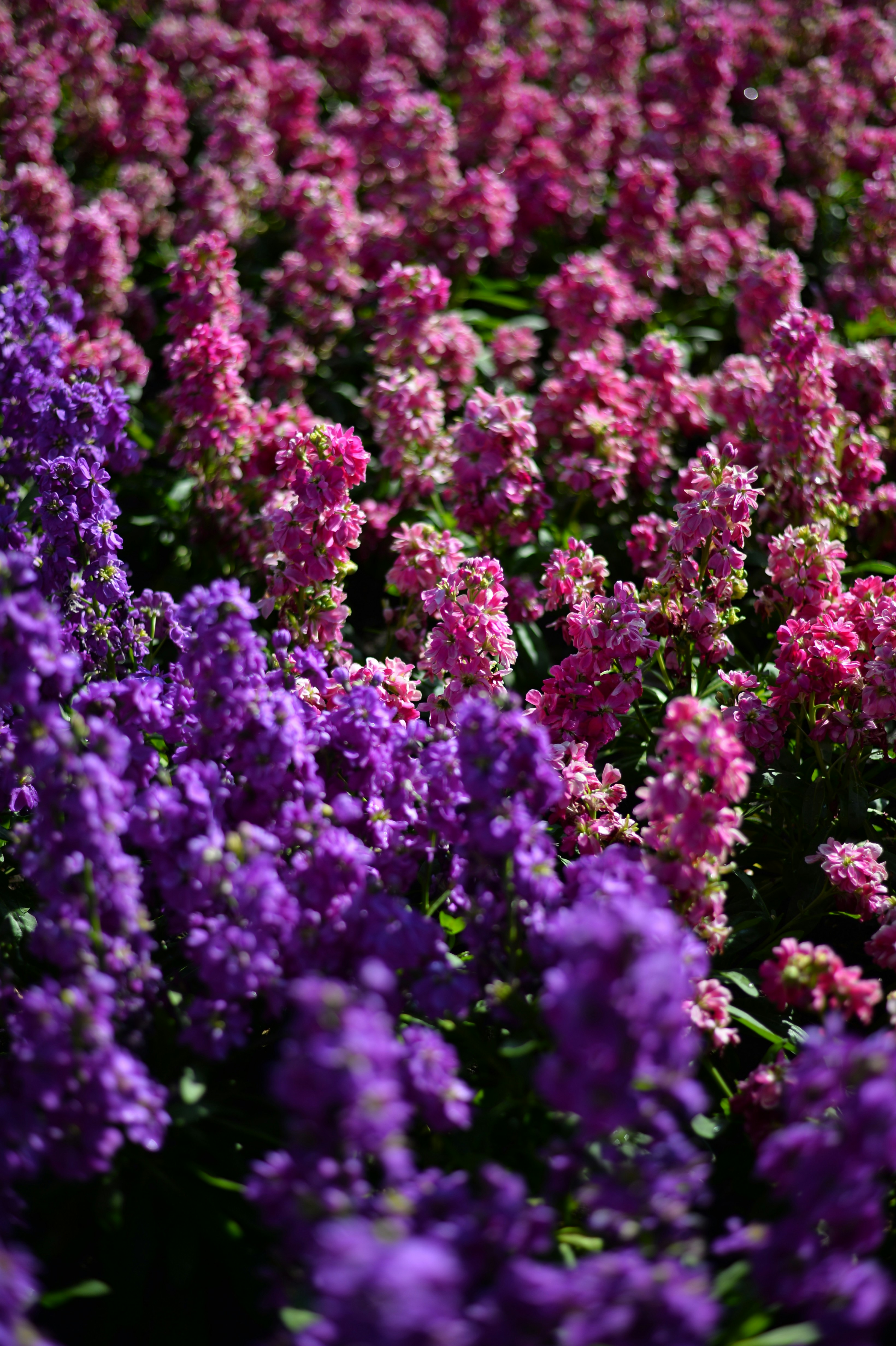 Ribbon of Purple and Pink Blooms Bending Under Afternoon Light