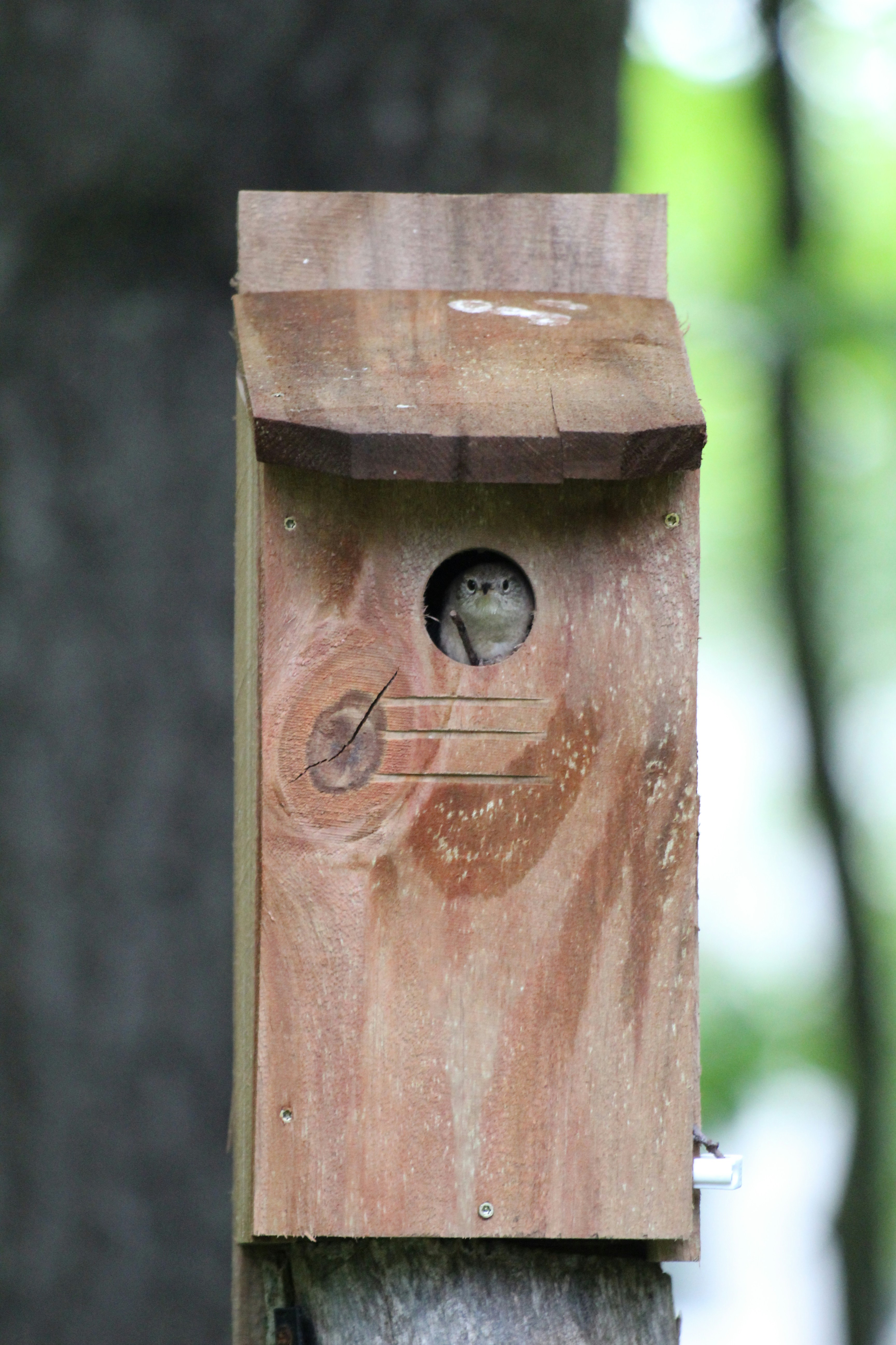 brown wooden bird house on brown wooden post