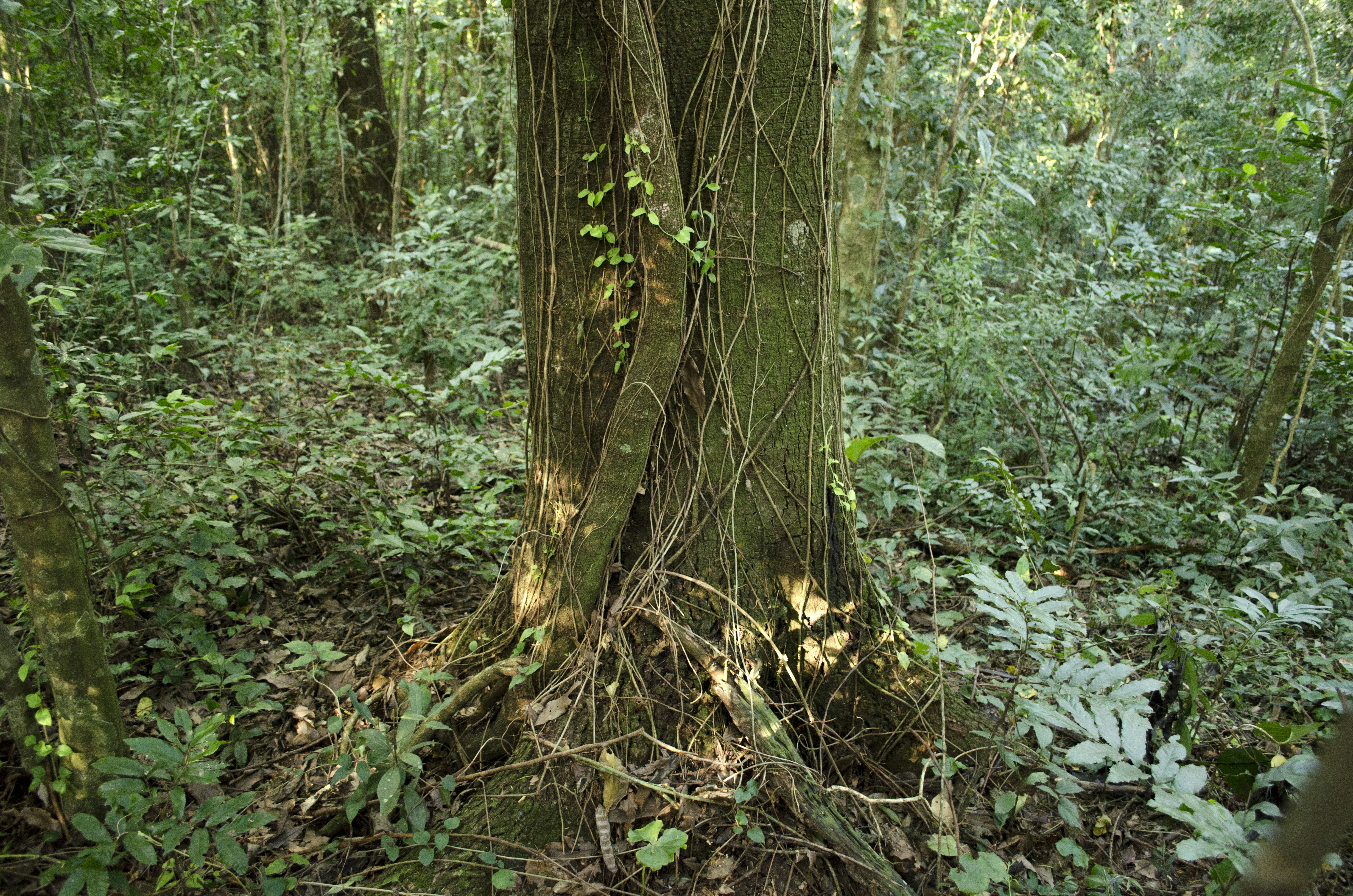 A majestic tree trunk entwined with vibrant green vines, surrounded by lush foliage in a dense forest. Sunlight filters through the canopy, highlighting the textures of nature.