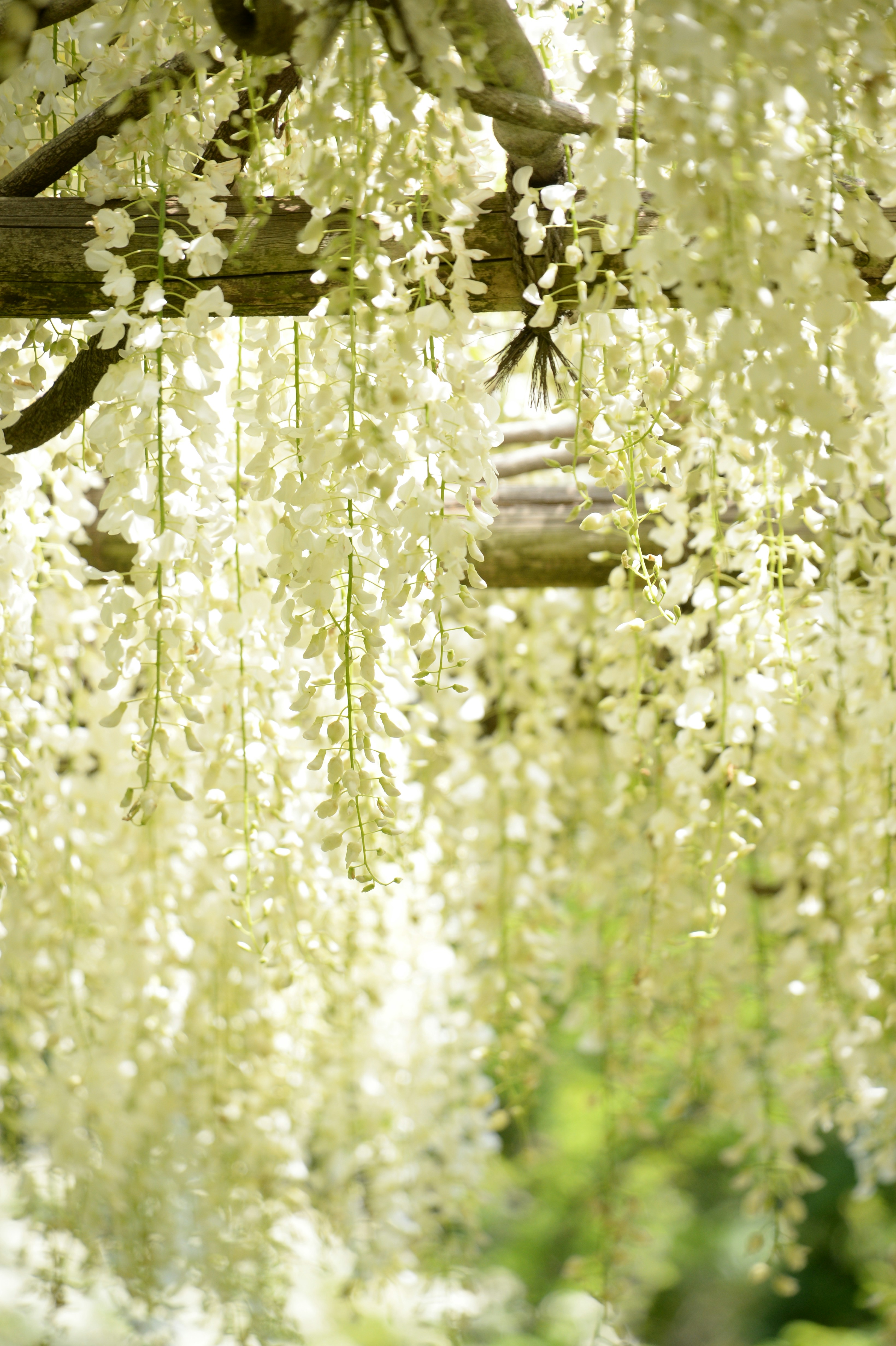 Delicate white wisteria flowers cascade gracefully from a wooden trellis, creating a serene and ethereal atmosphere.