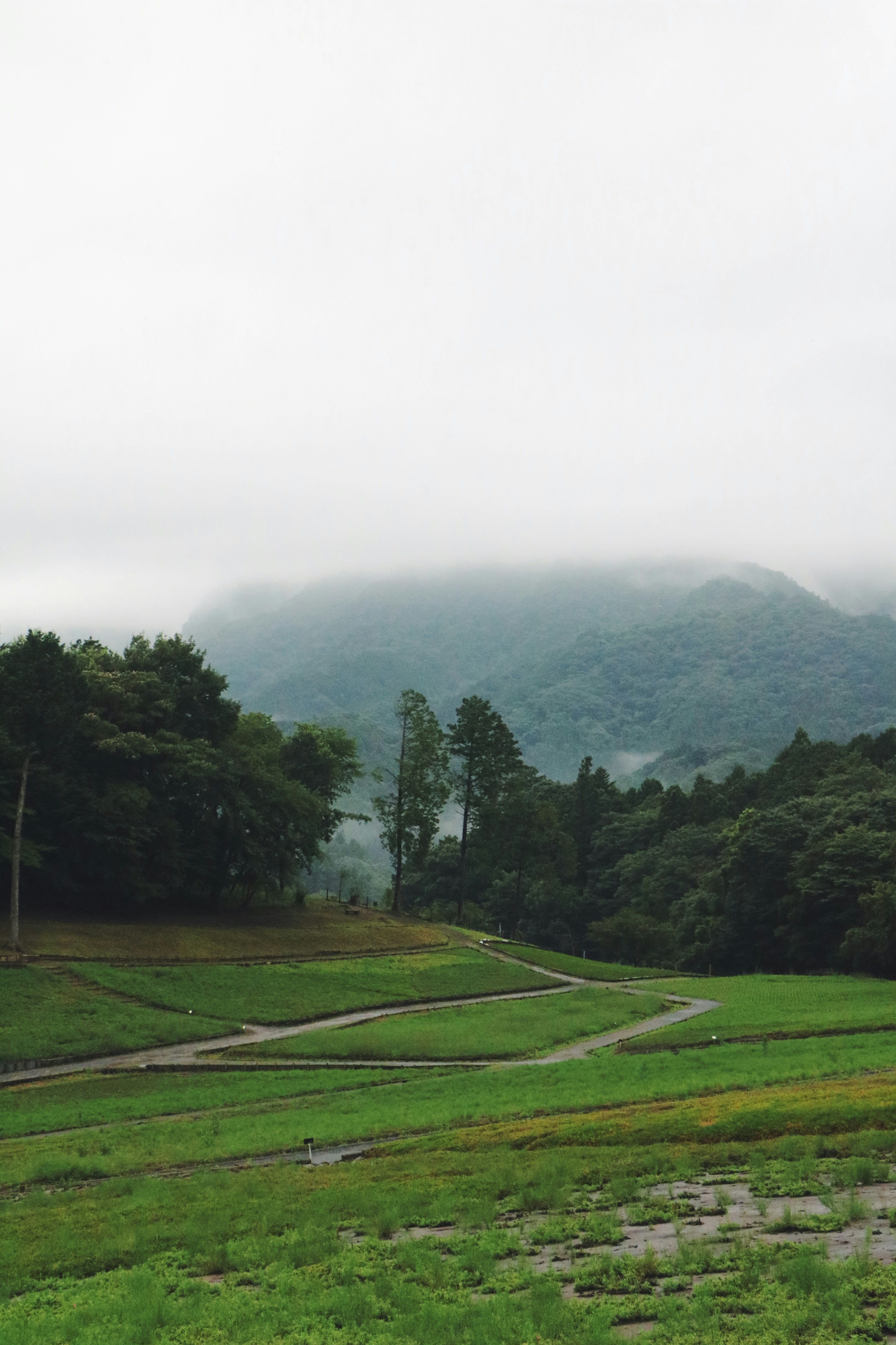 Terraced Greens and Forest Mist Over Rolling Highlands