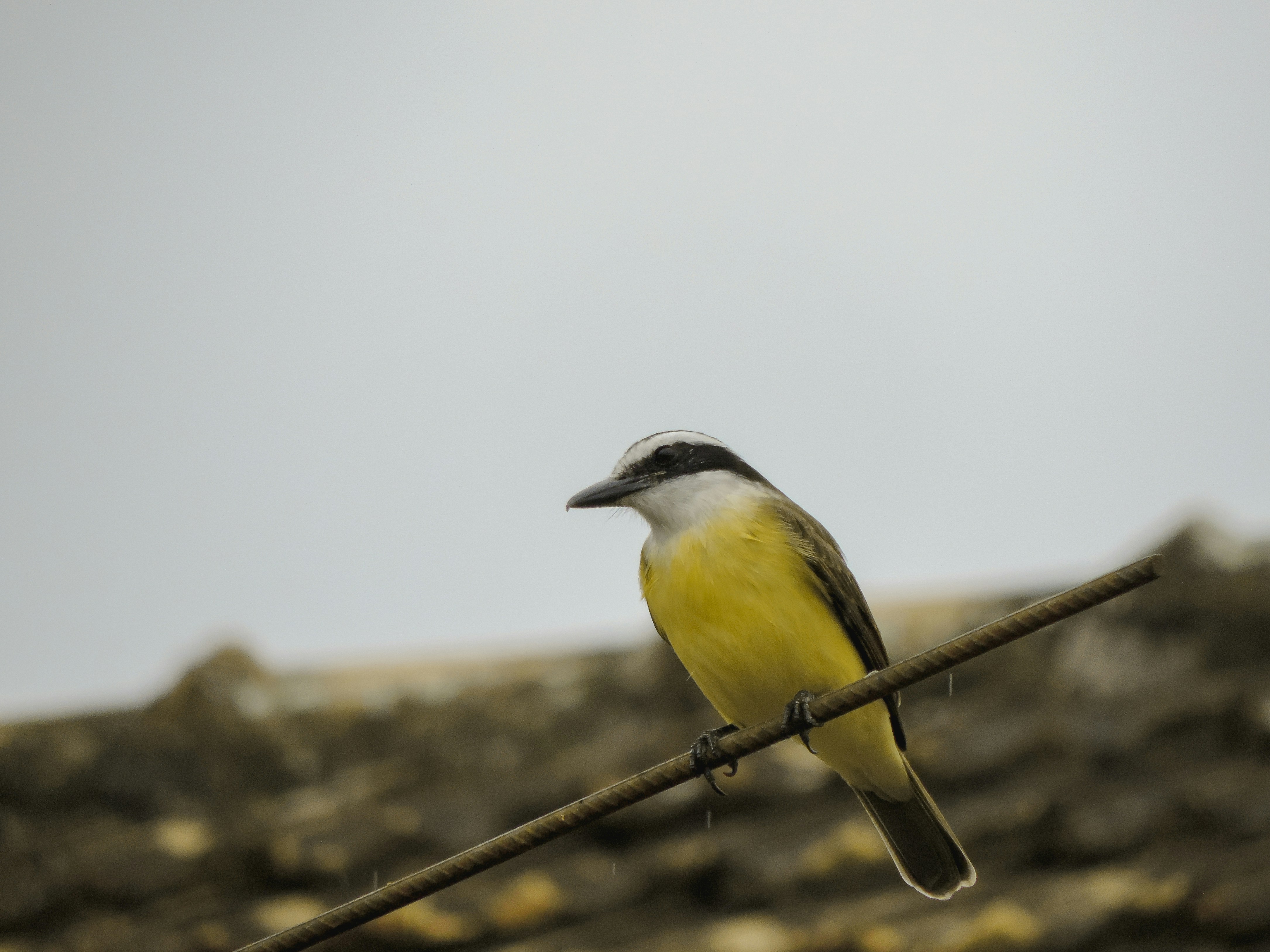 A vibrant bird perched on a slender branch against a muted background, showcasing its striking yellow underbelly and distinctive markings.