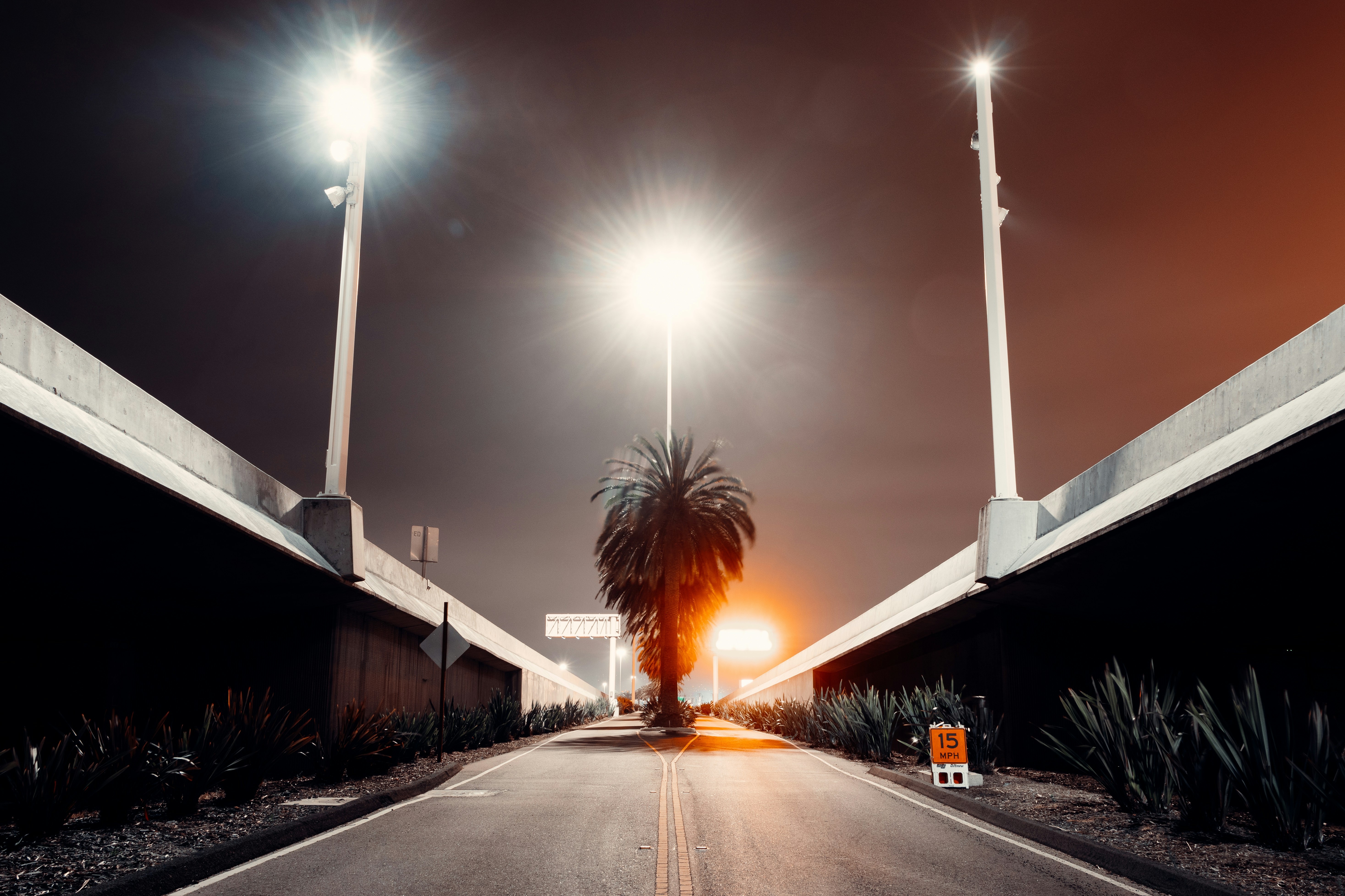 Midnight Skyway: A Lone Palm Framed by Underpass Lights