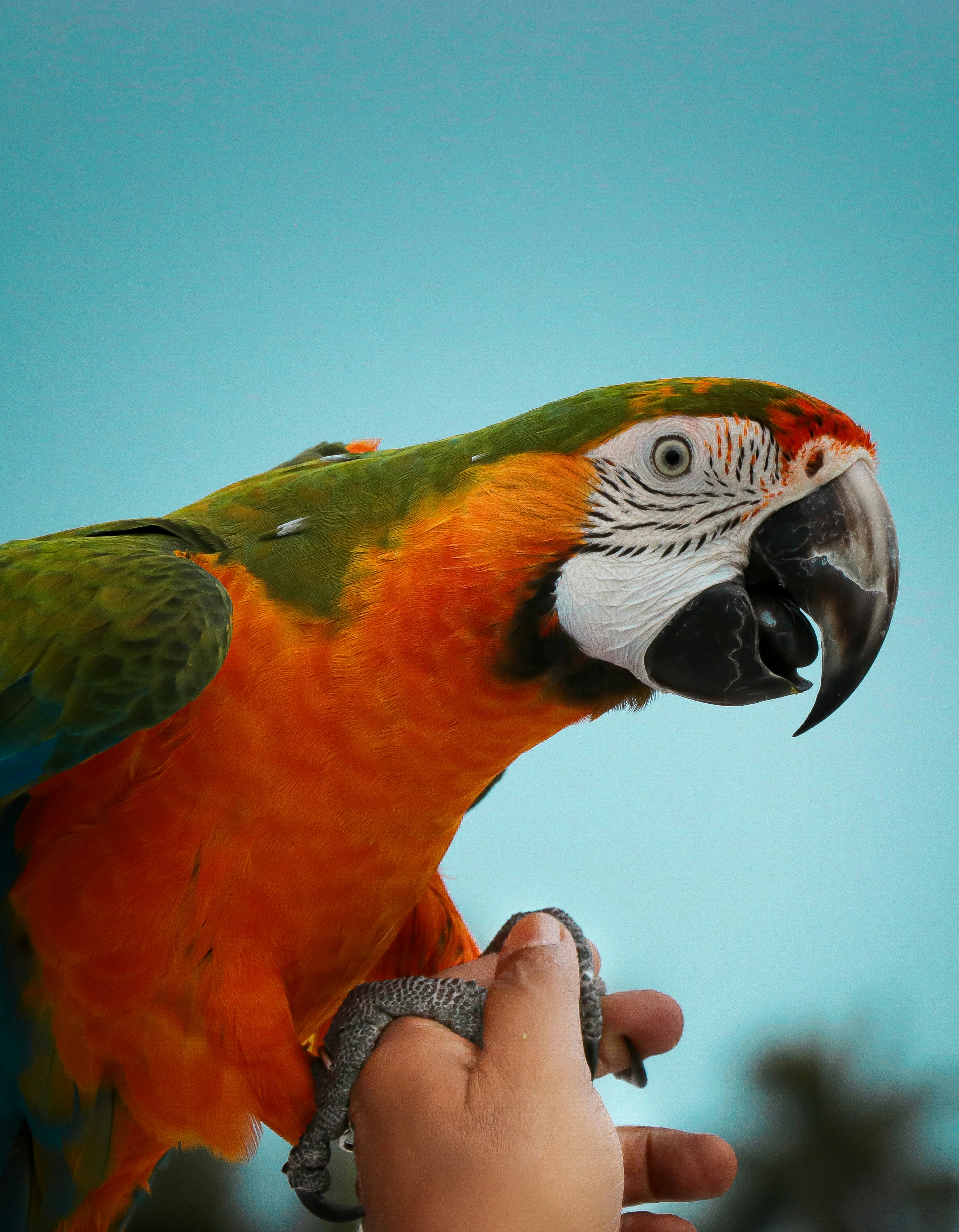 red green and yellow parrot
