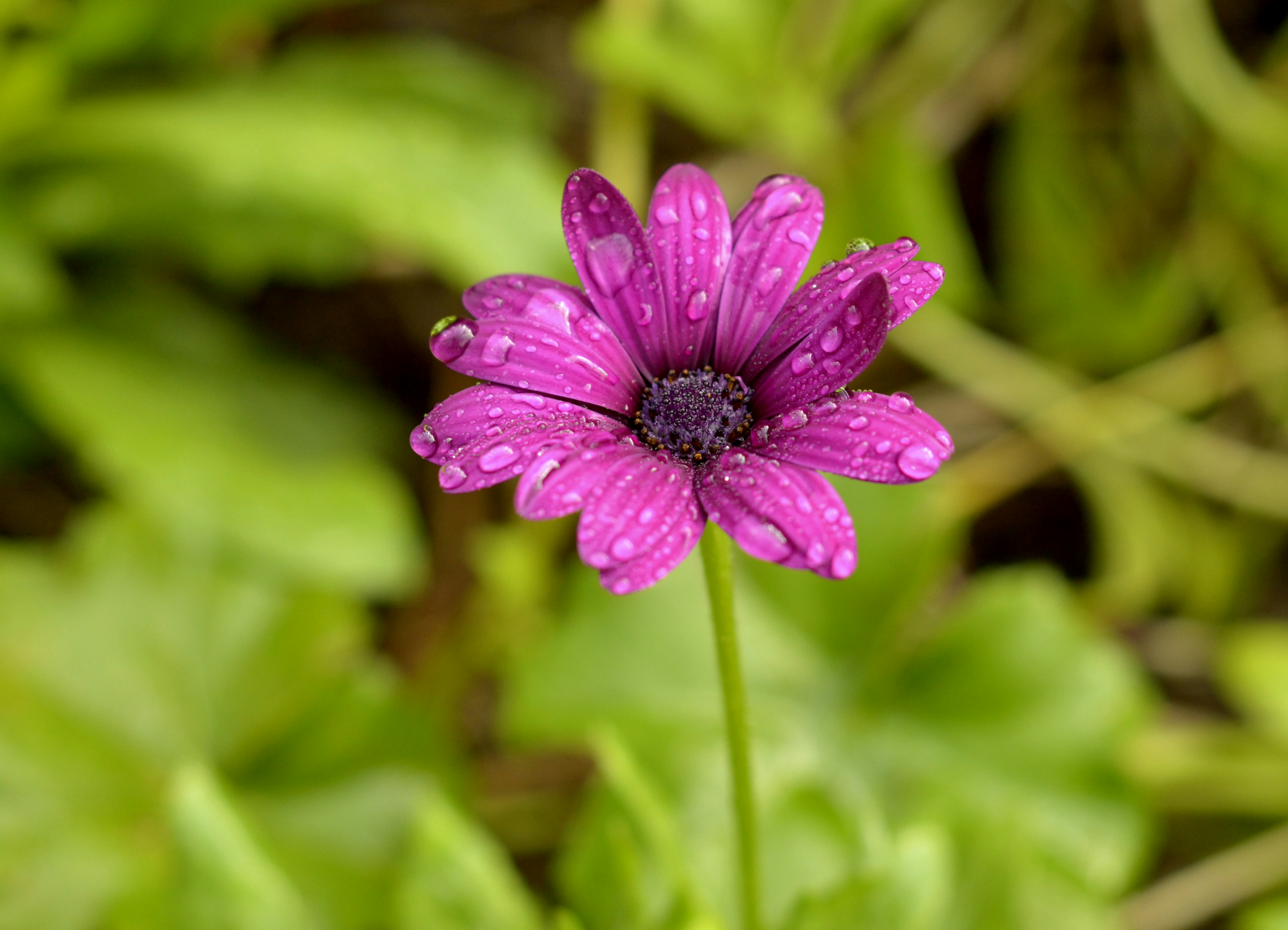 Pink Daisy Pictures | Download Free Images on Unsplash