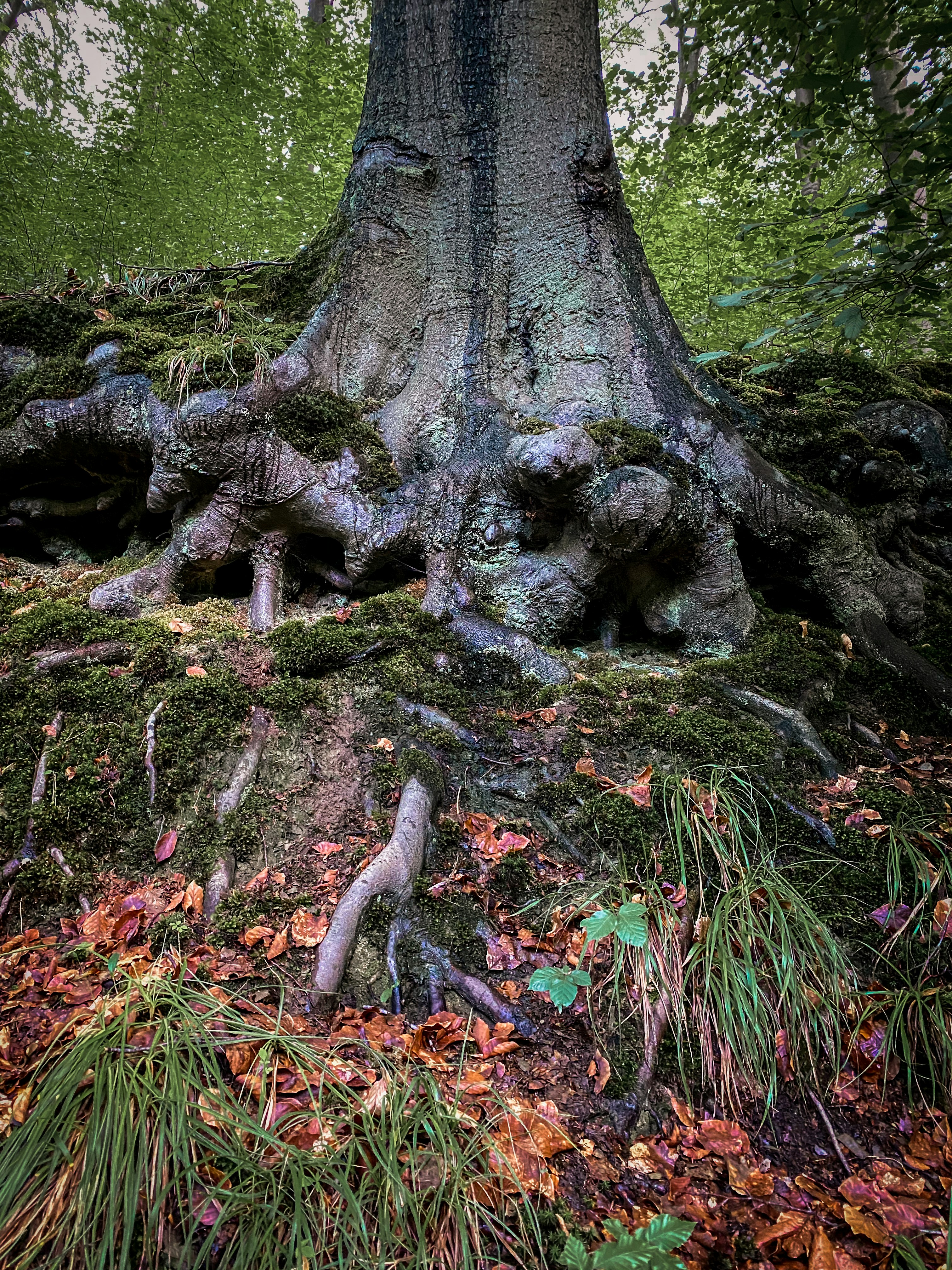 brown tree trunk on green grass field