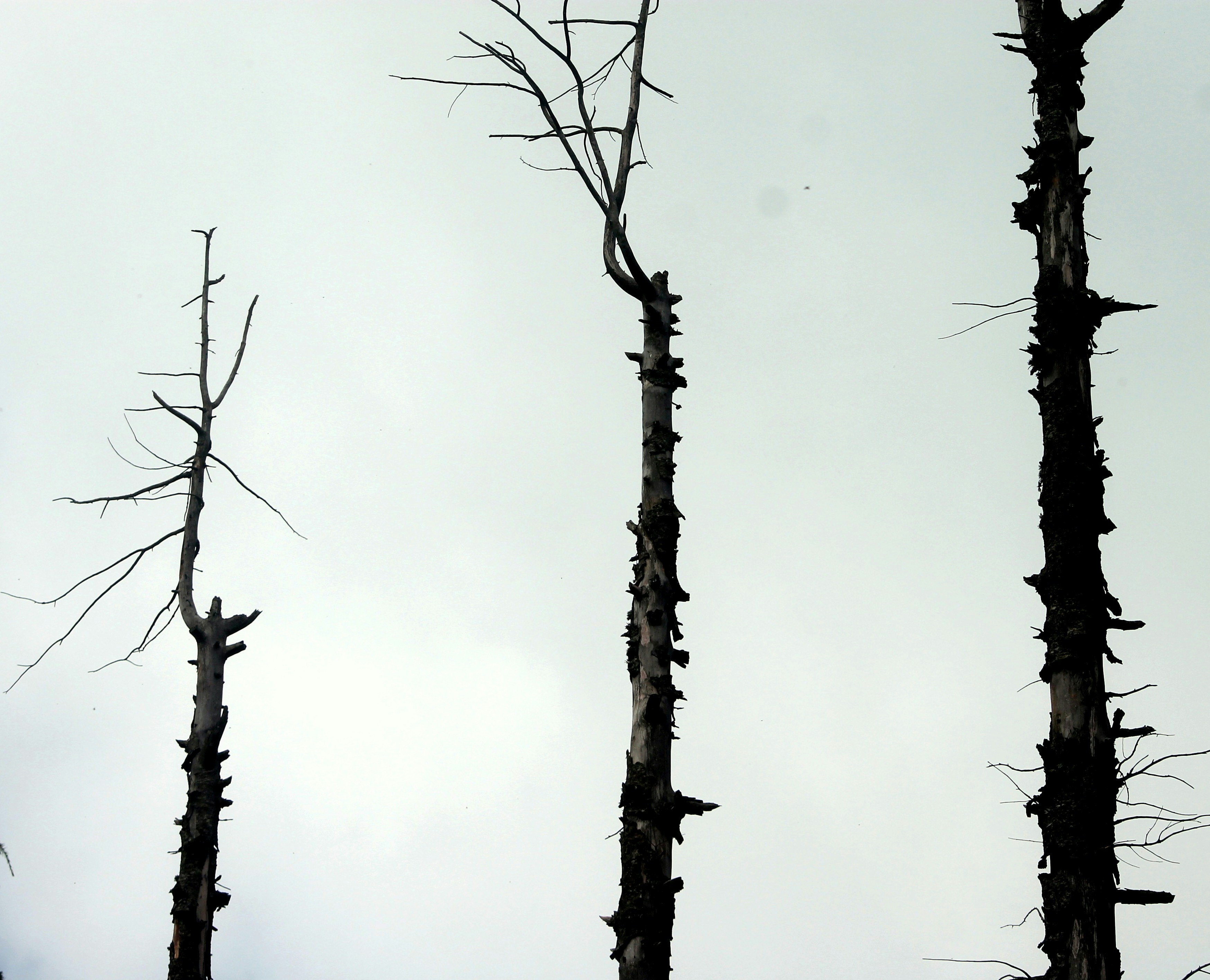 Trio of Bare Trunks Against a Pale Sky