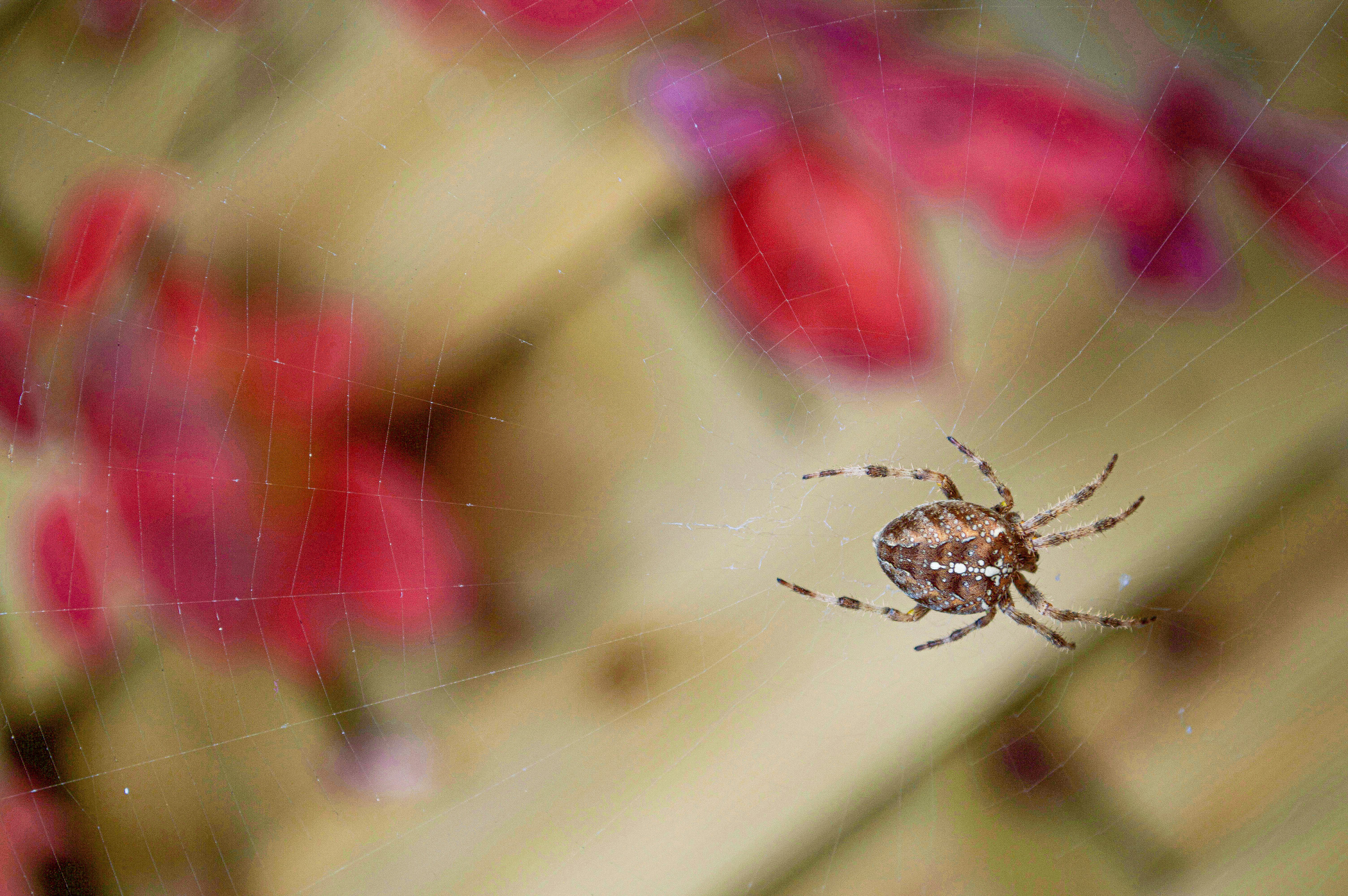 Silk Weaver on a Lacy Web Amid a Pink Garden Blur