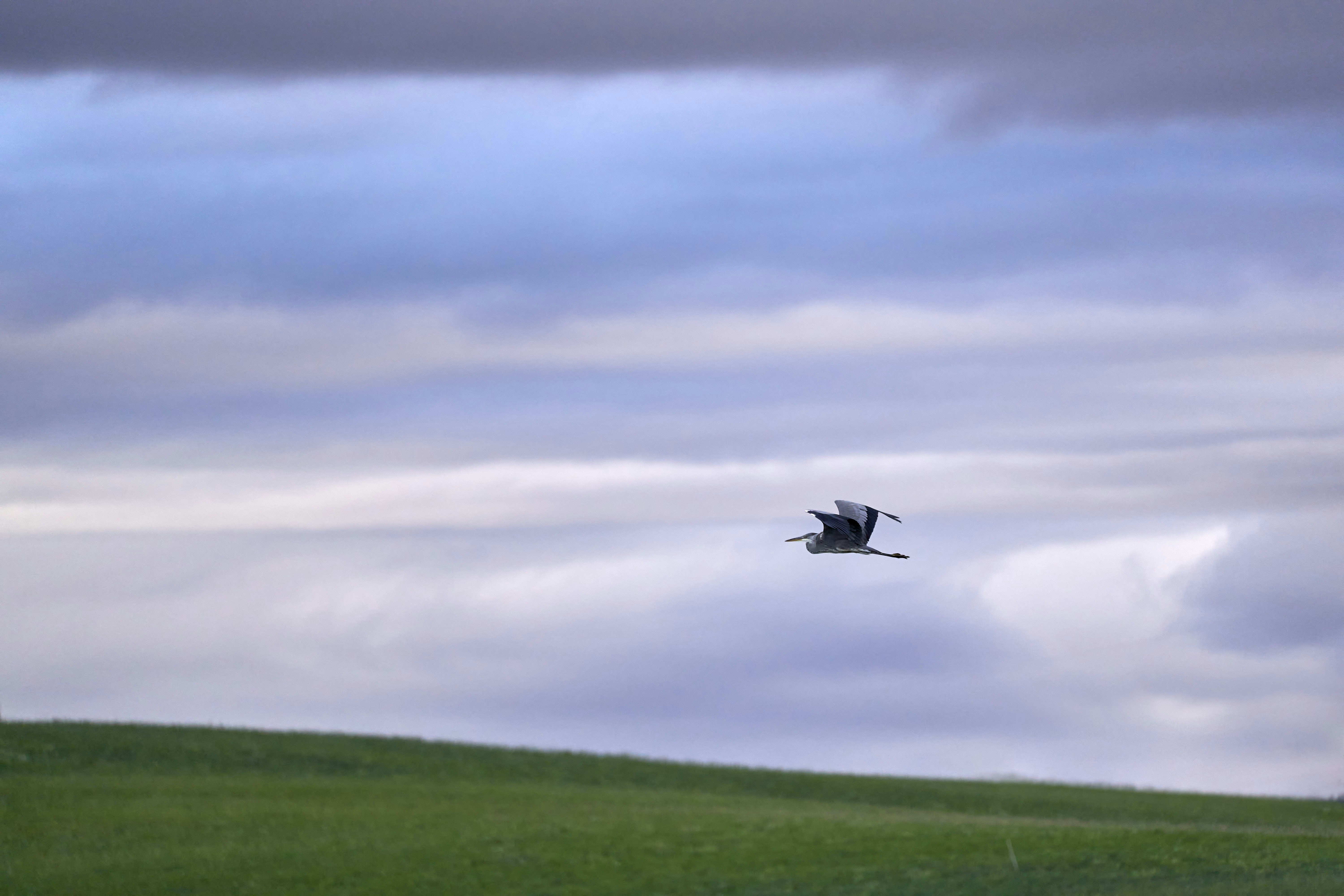 Soaring Gull Across a Velvet Horizon