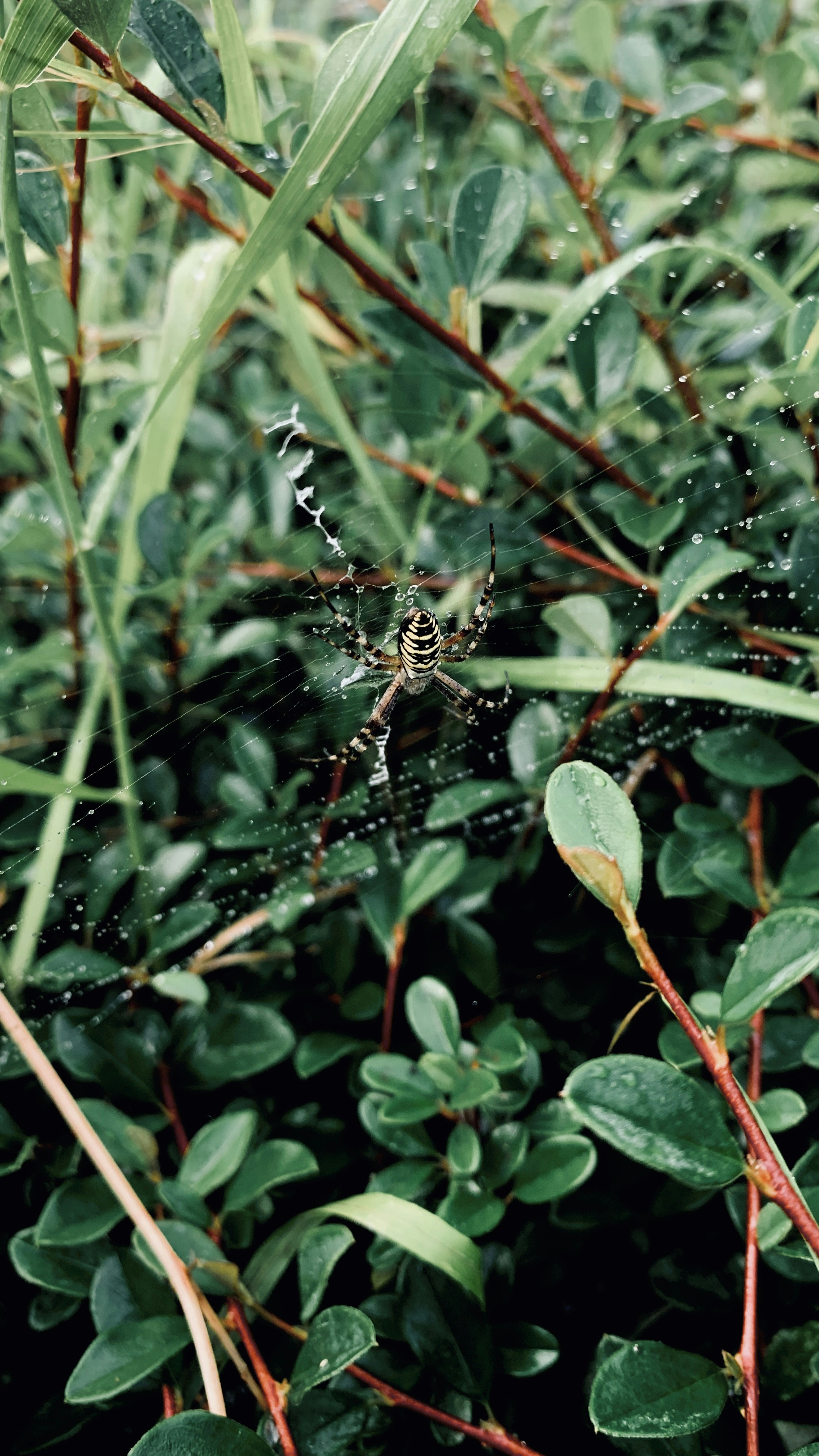 Orb-Weaver in Focus: Emerald Veil Enfolds a Web-Centered Spider
