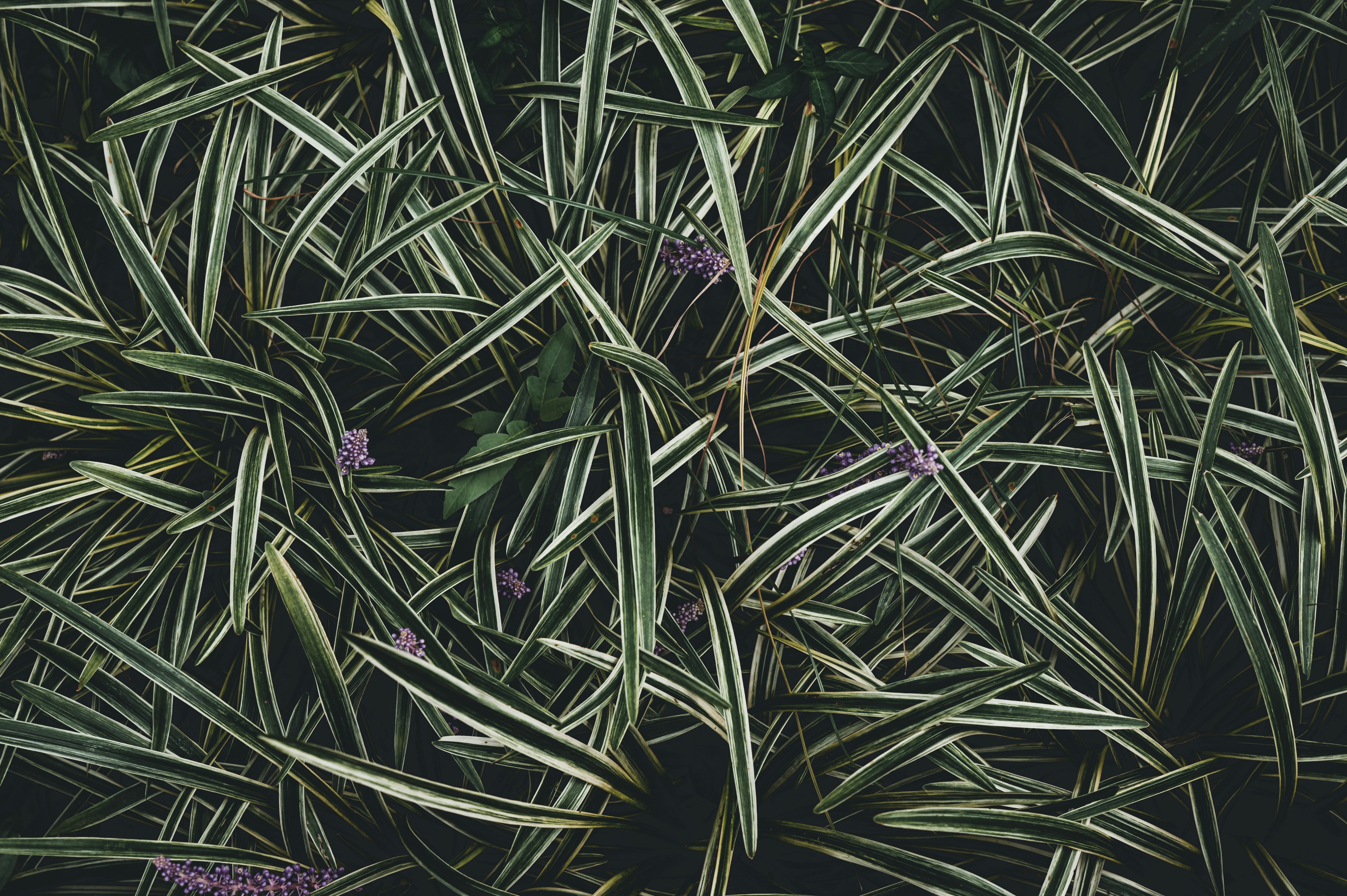 Lineage of Green: A Quiet Tangle of Striped Leaves