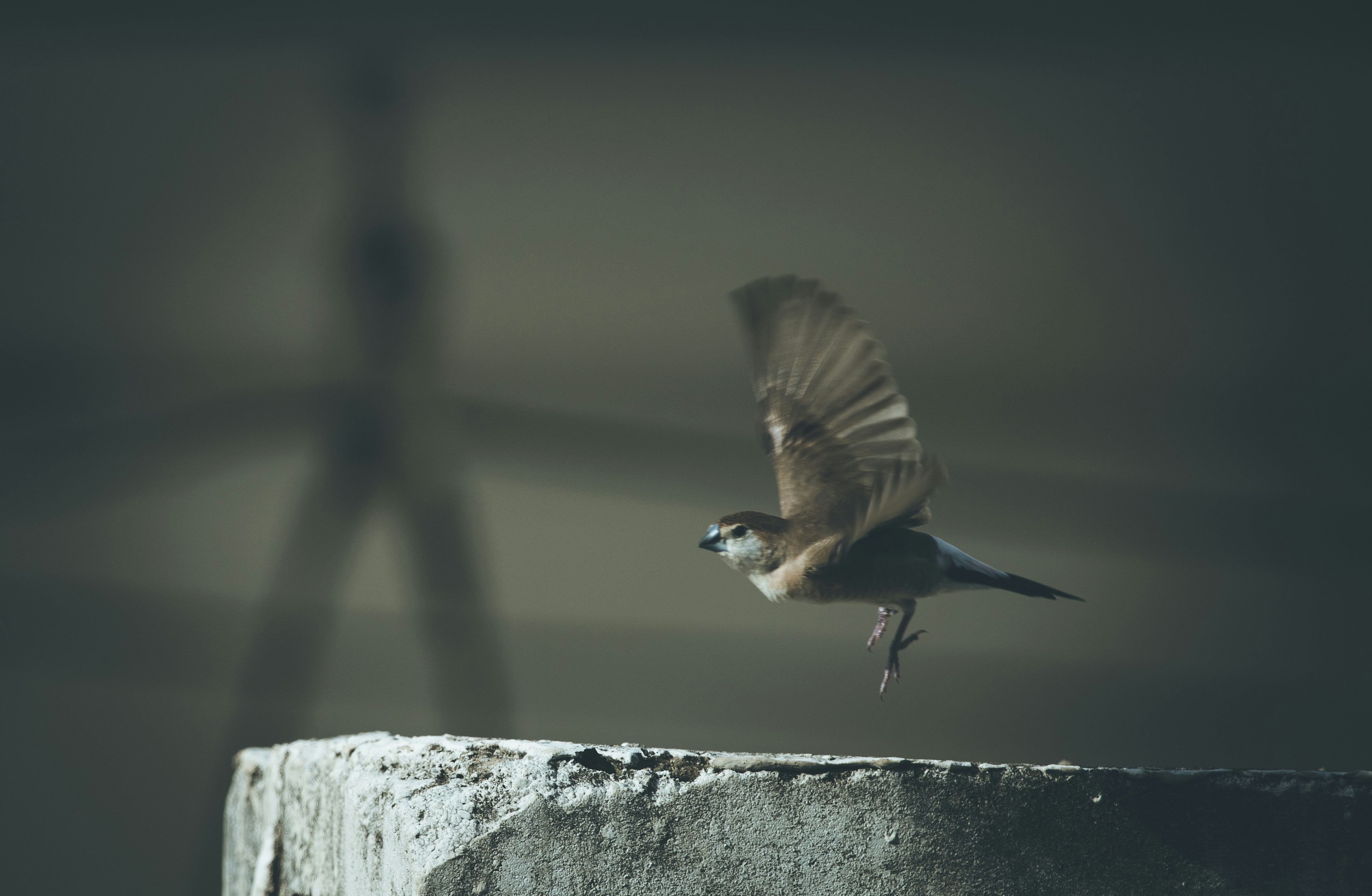 Curbside Takeoff: A Tiny Bird in Lift
