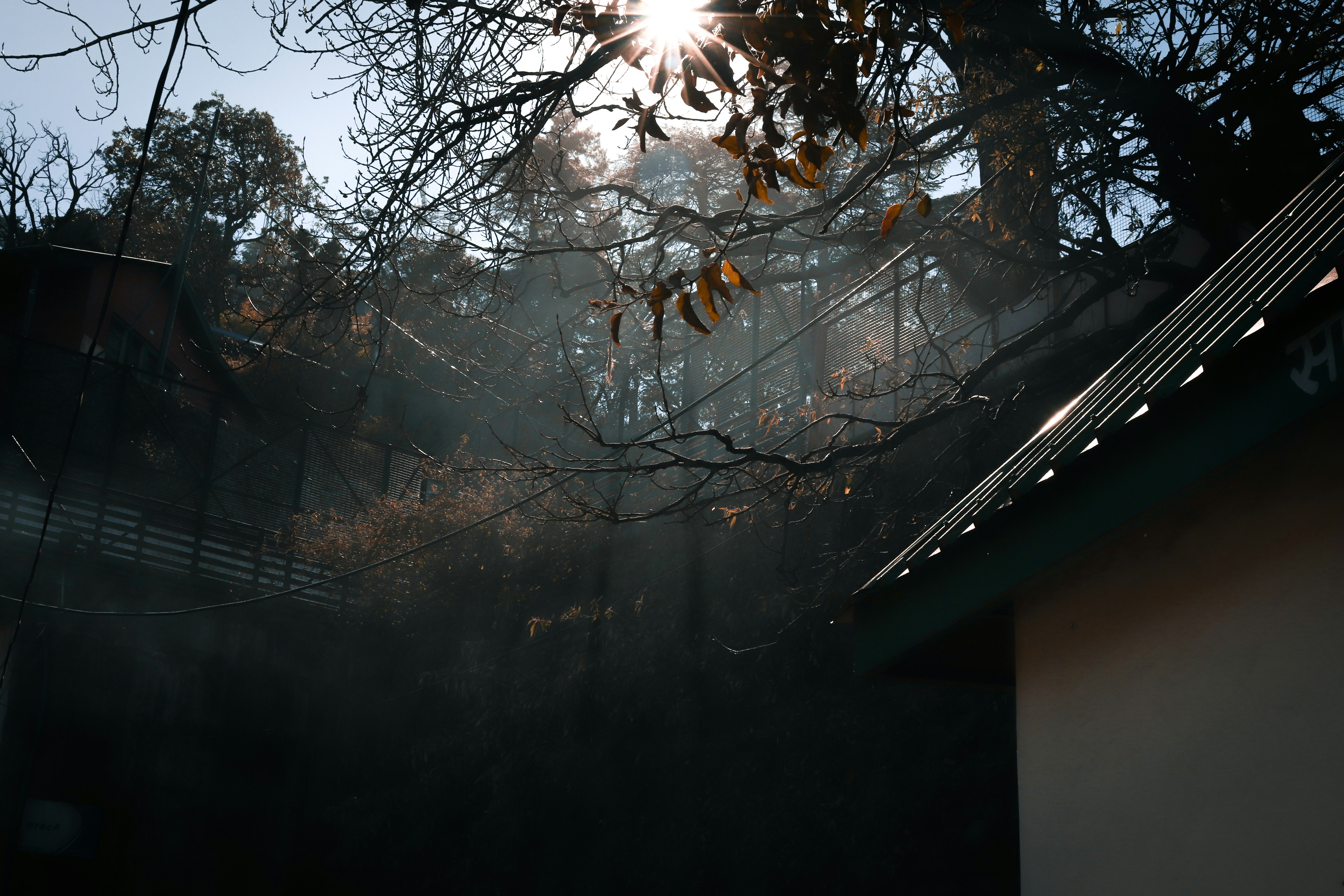 Sunlight filters through foggy branches, casting shadows over a rustic rooftop.