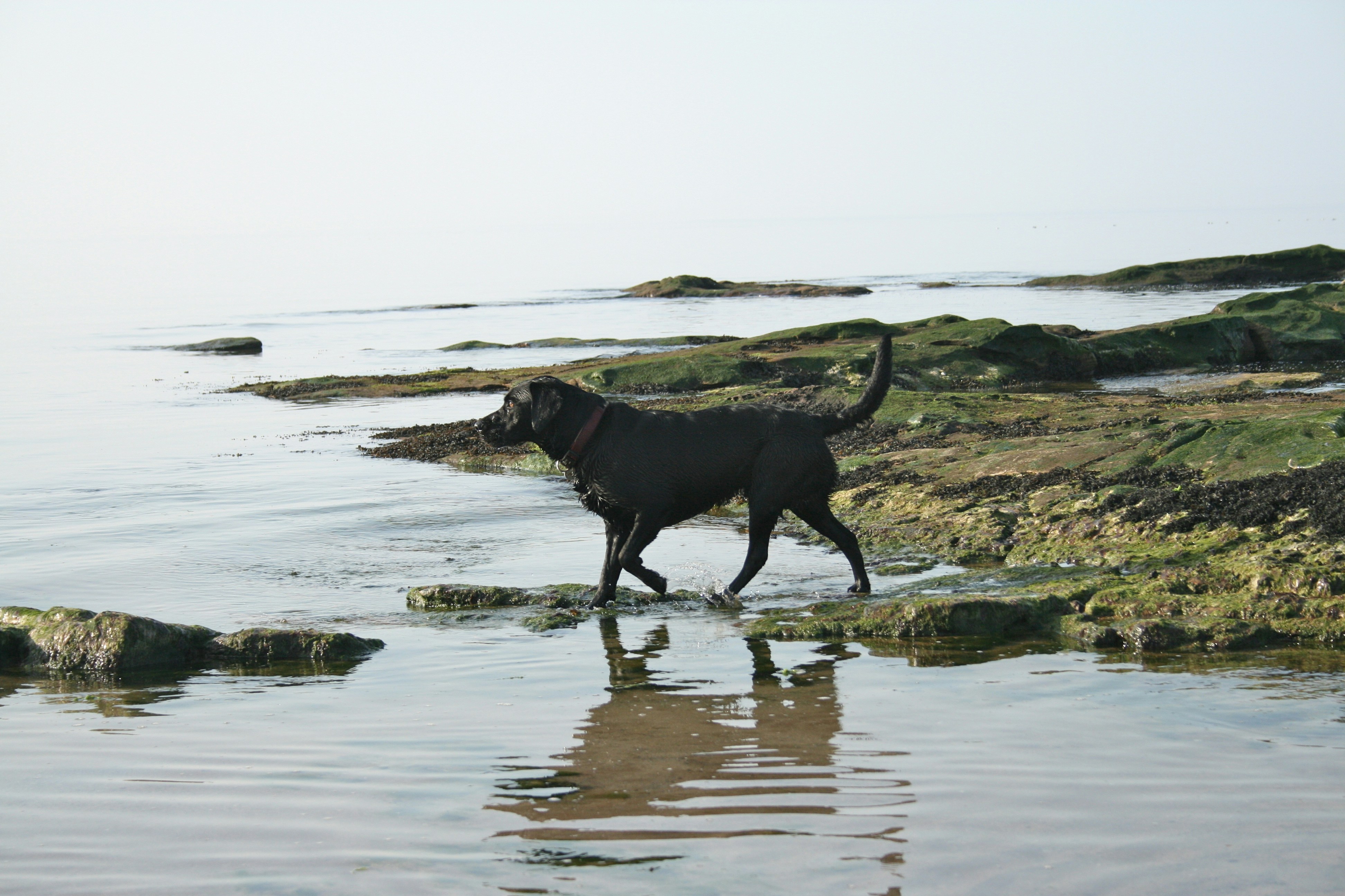 Midday Stroll: A Black Dog Navigates Moss-Covered Rocks at the Shoreline