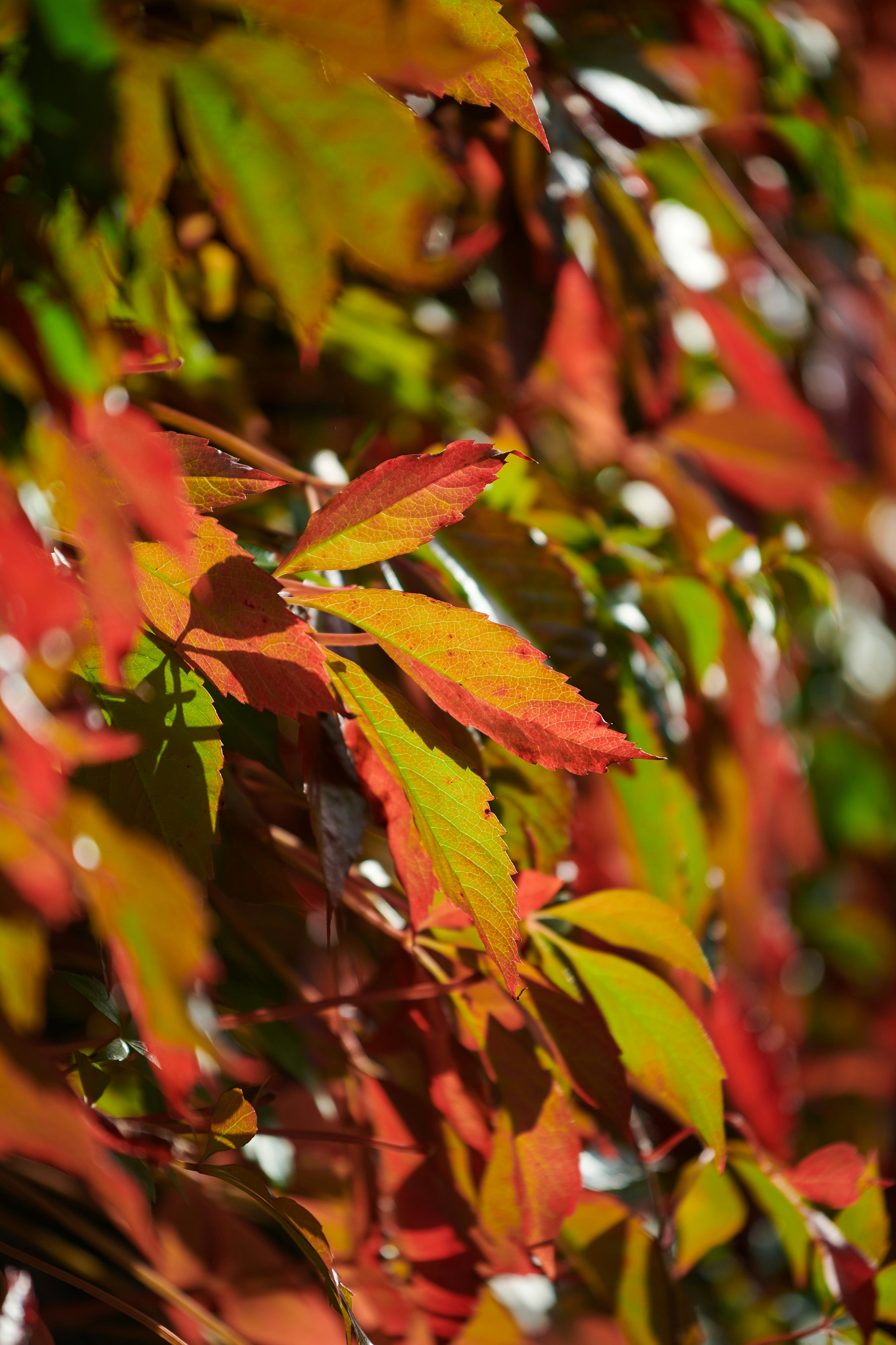 Red and green leaves in tilt shift lens photo – Free Leaf Image on Unsplash