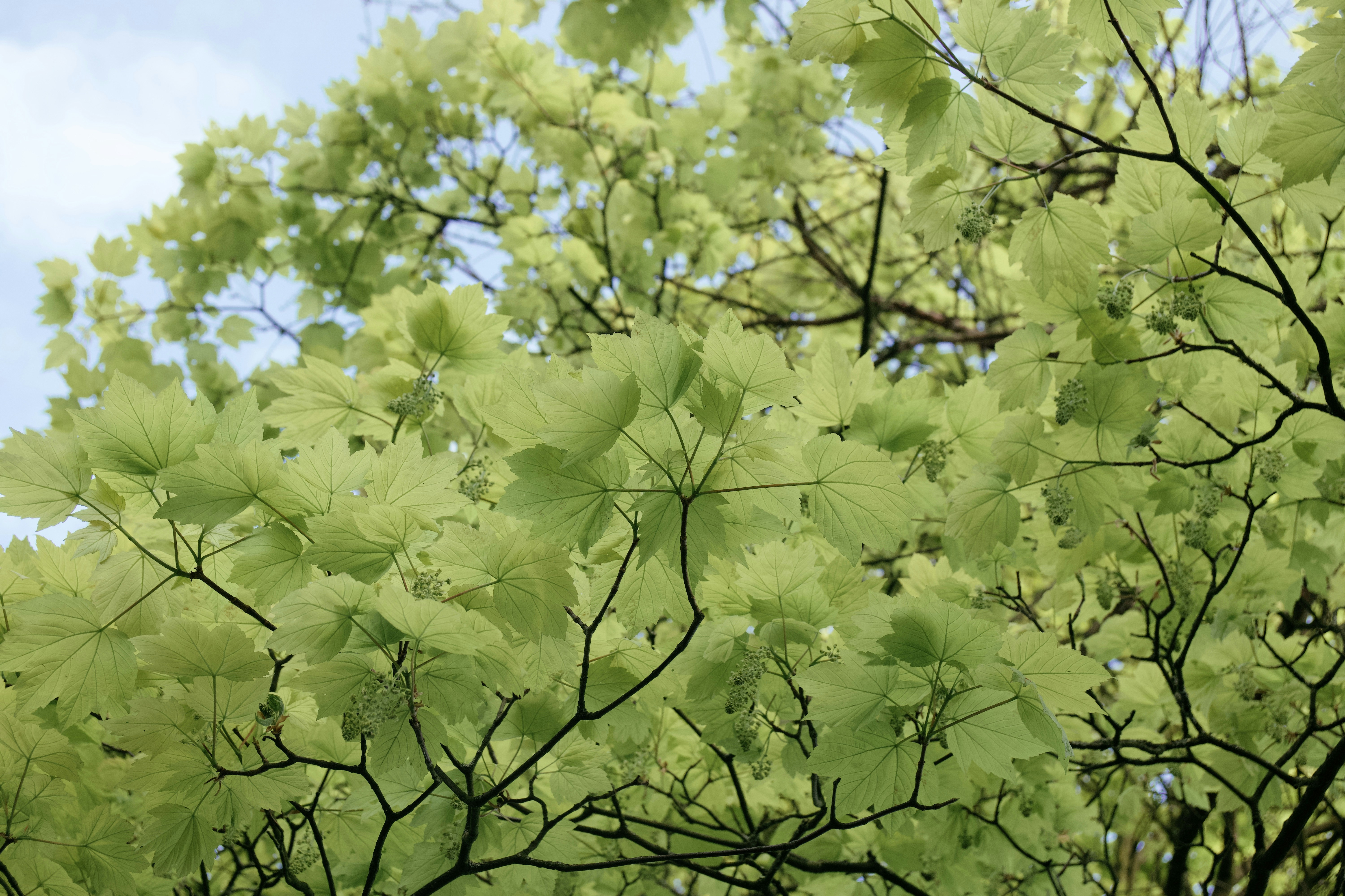Lush green leaves of a tree create a vibrant canopy against a soft blue sky, highlighting the beauty of nature in spring.