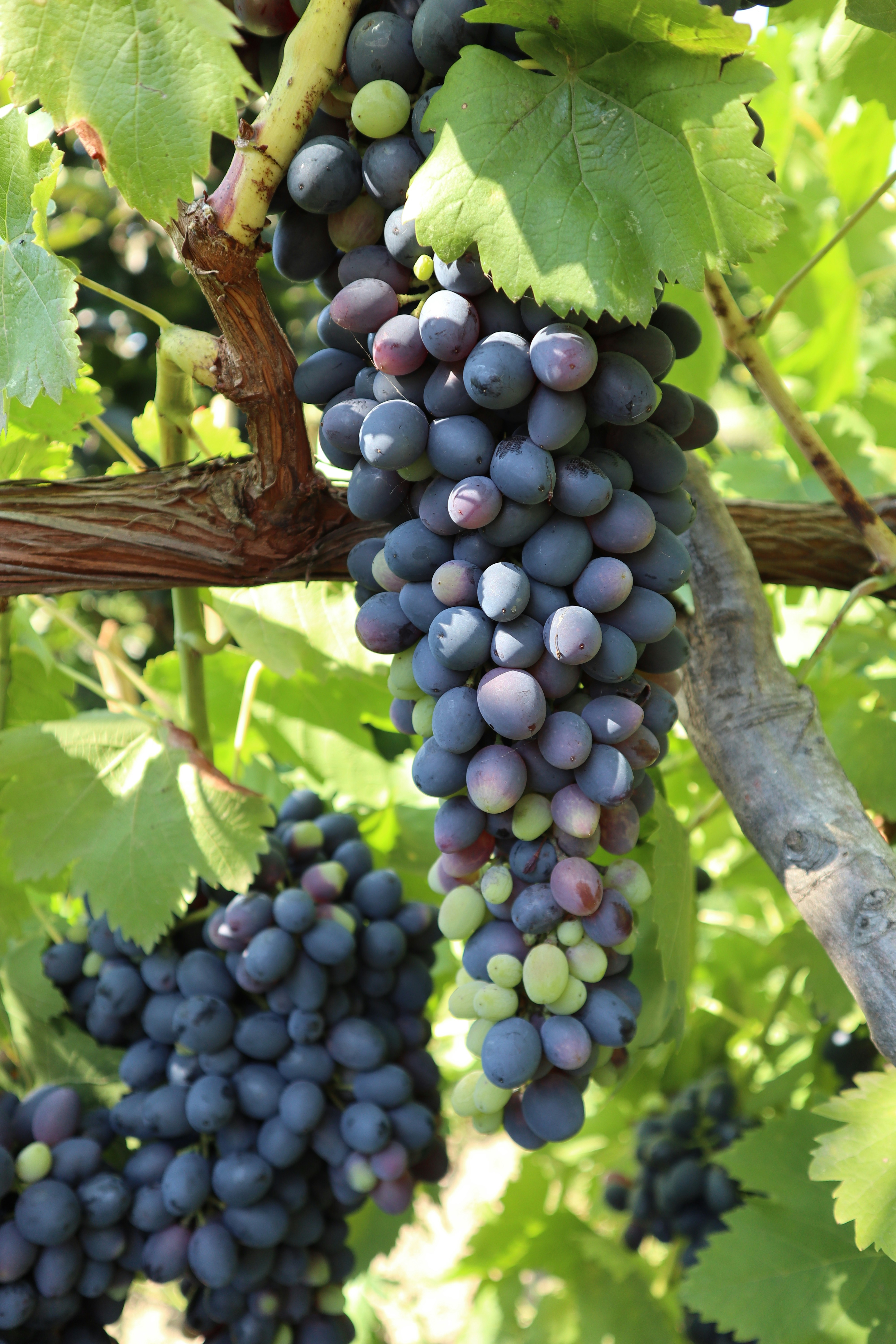 Picnic | 4 best free picnic, fruit, food and plant photos on Unsplash