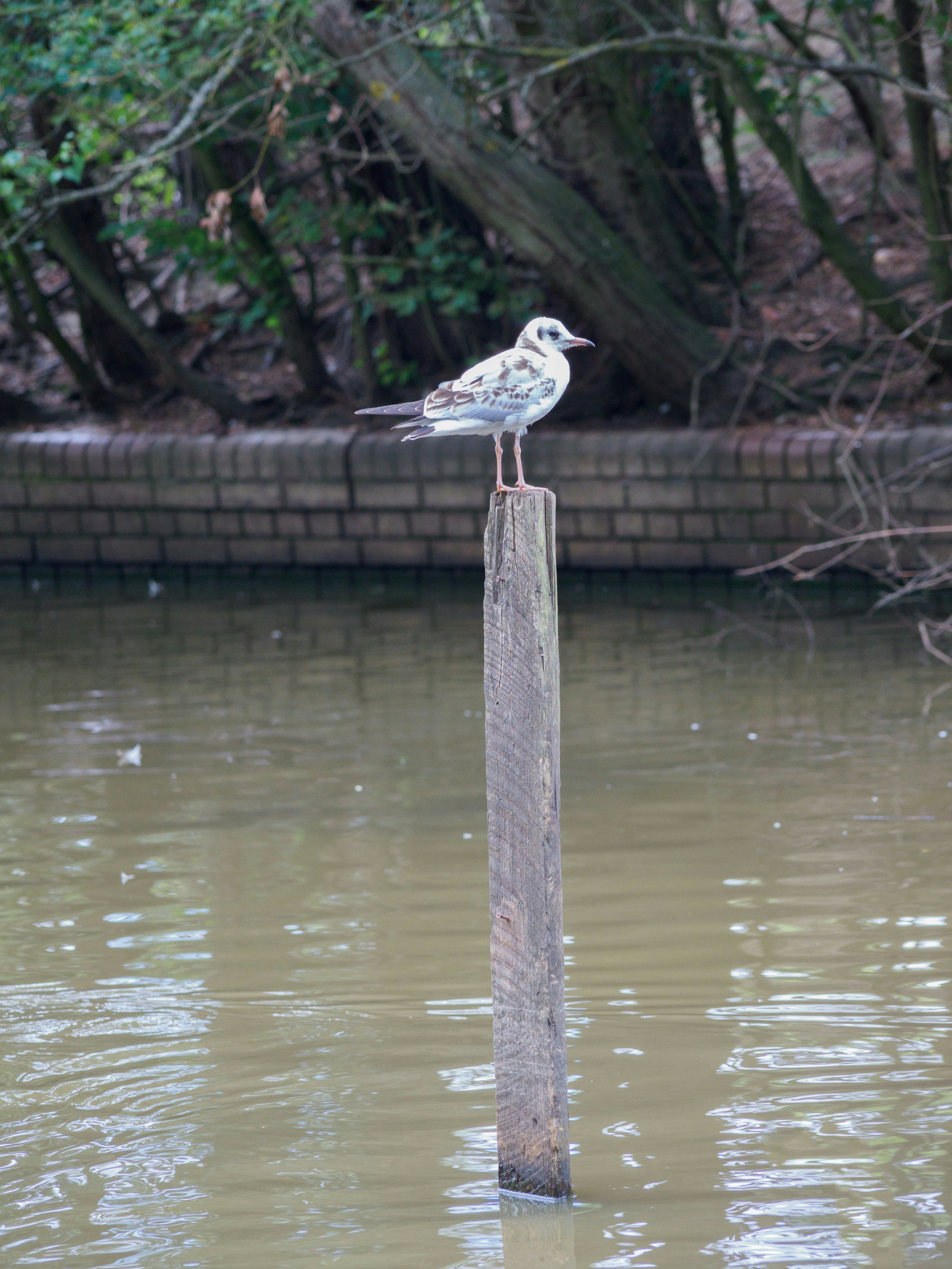 Seagull on a Weathered Post Over a Quiet Canal