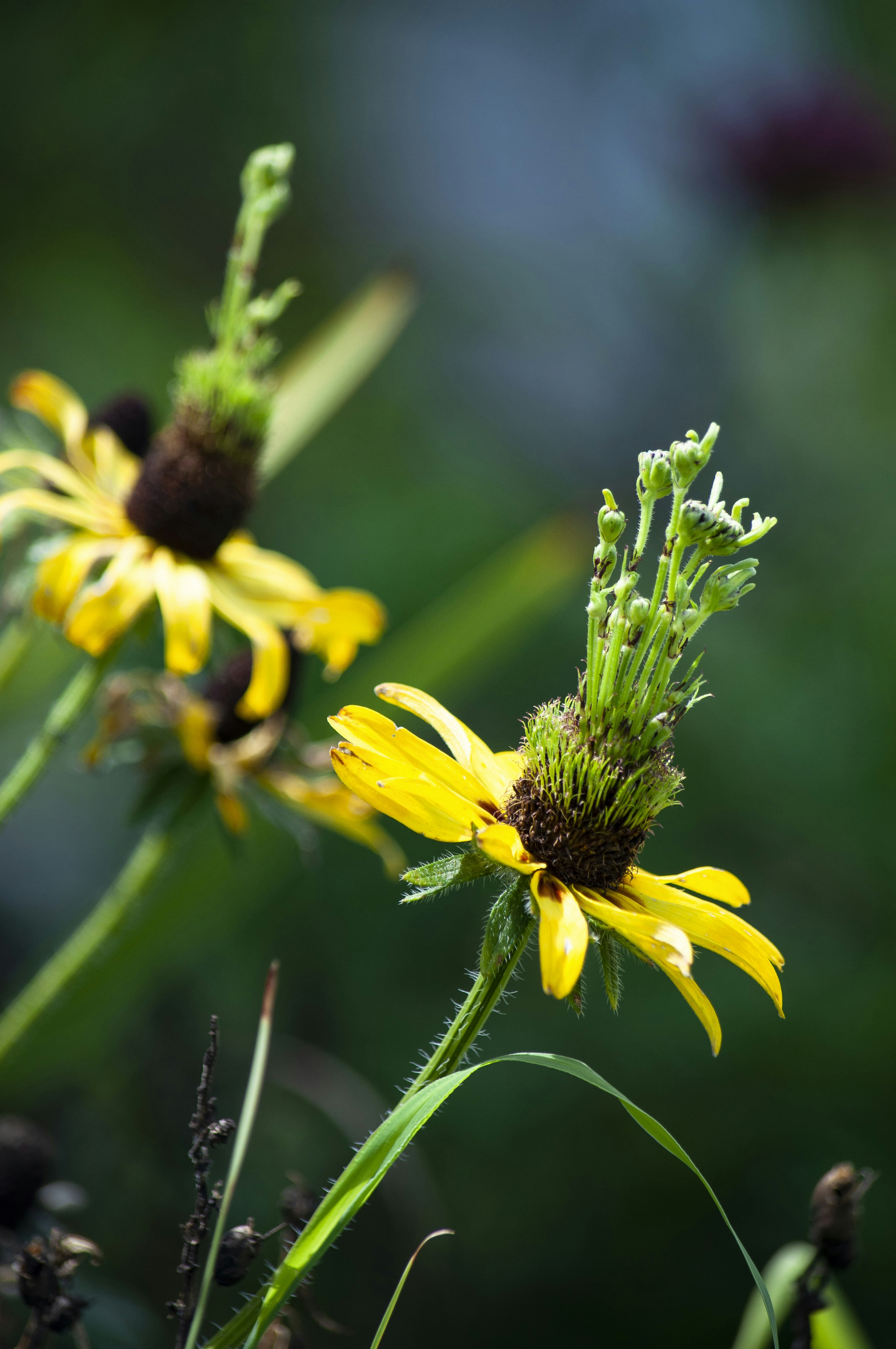 Yellow wildflowers with unique growth patterns showcasing a blend of vibrant petals and unusual green shoots. 