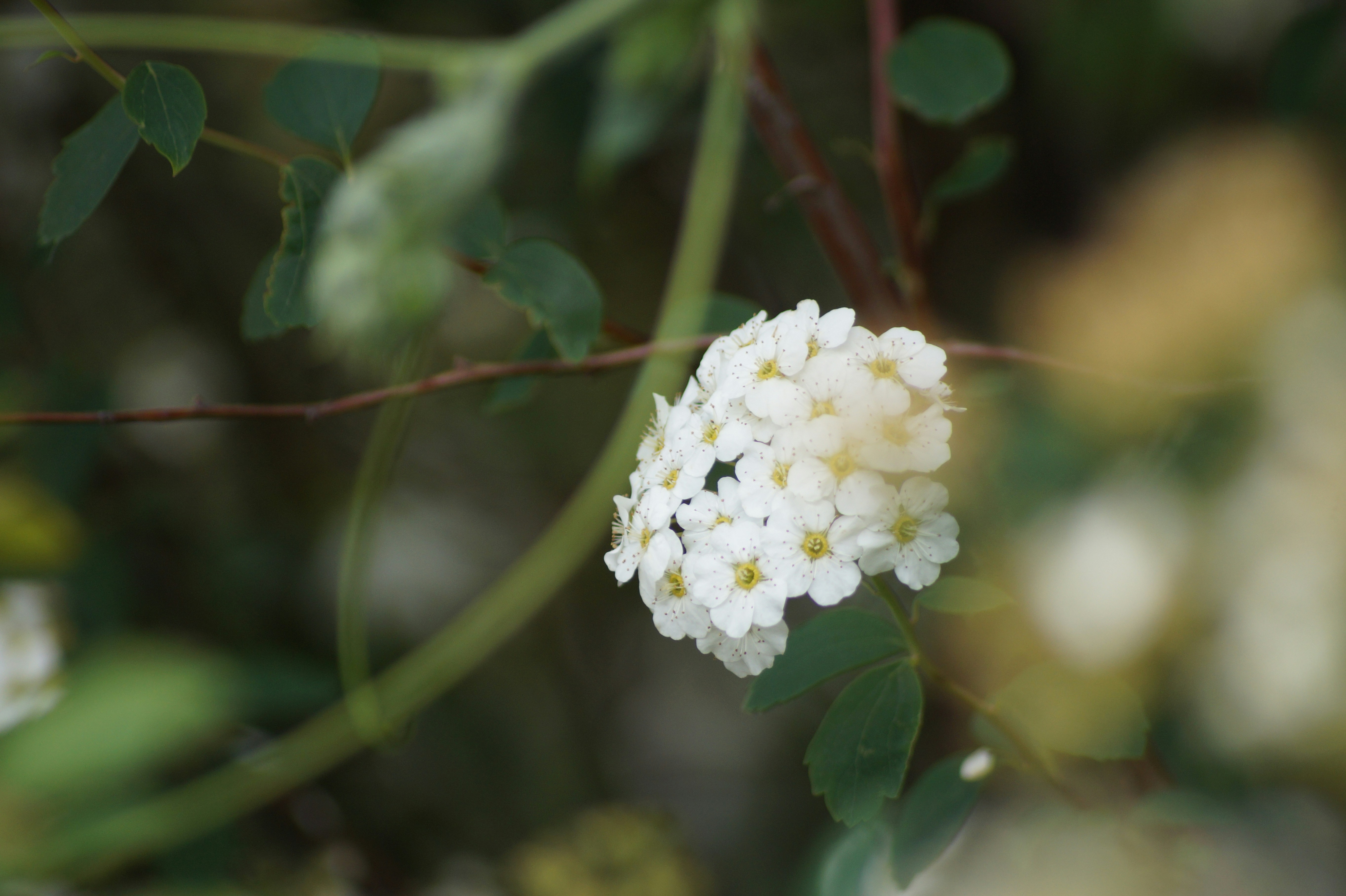 Cluster of white flowers surrounded by green foliage, showcasing intricate details and soft textures.
