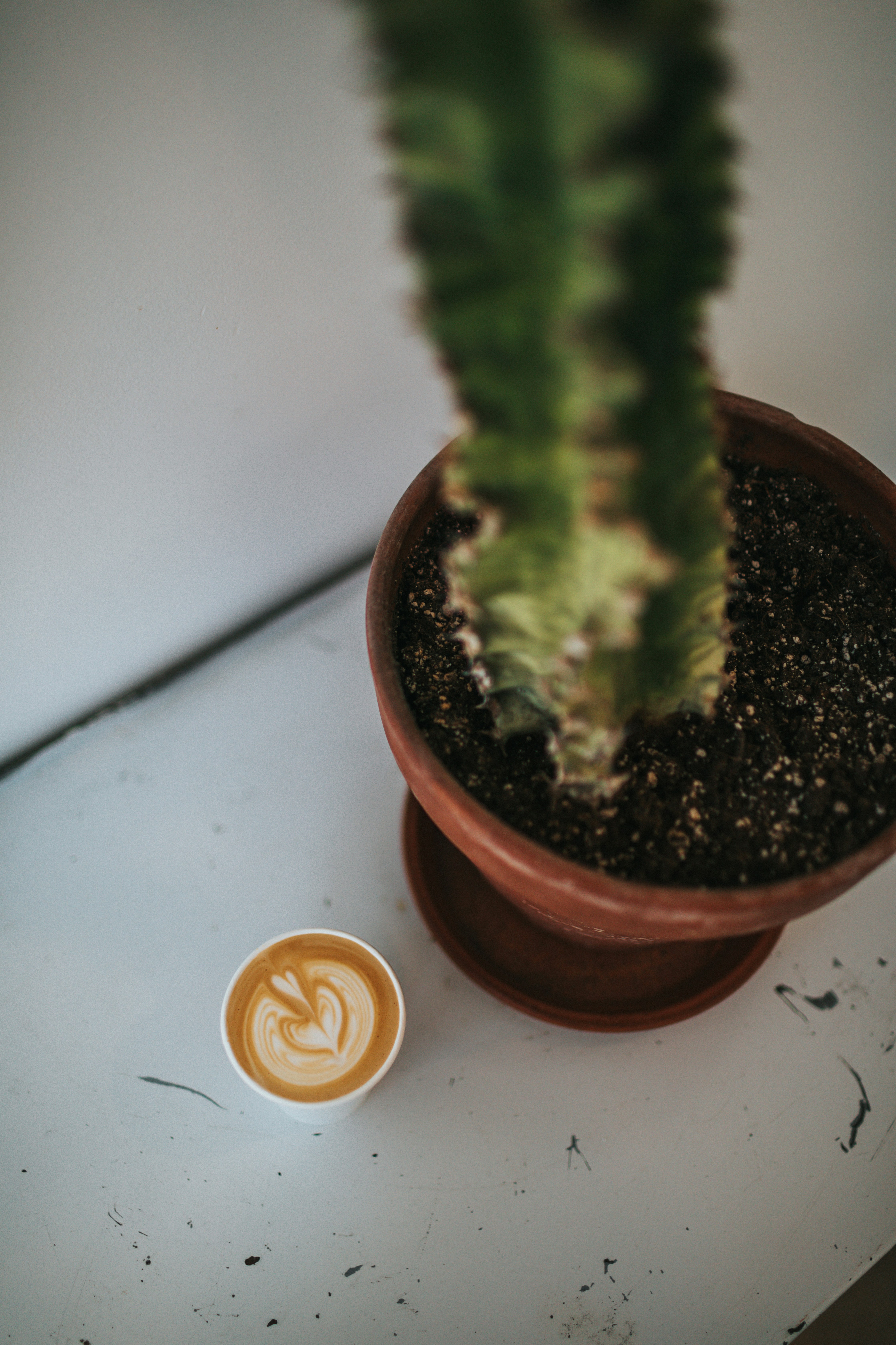 A Quiet Moment: Coffee, Cactus and Calm