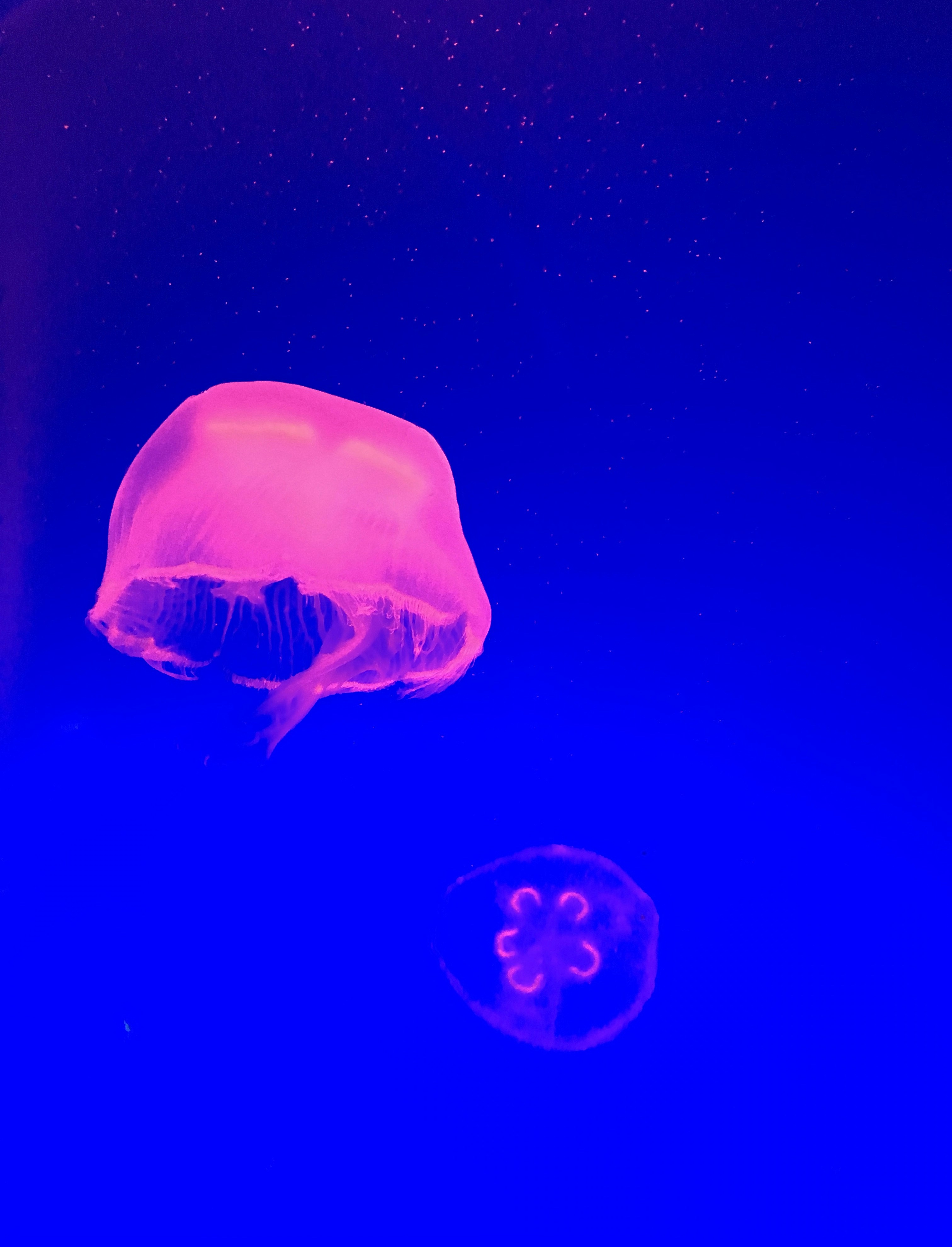 A vibrant jellyfish gracefully floats in a deep blue aquarium, illuminated by soft purple light, while a smaller jellyfish hovers nearby.