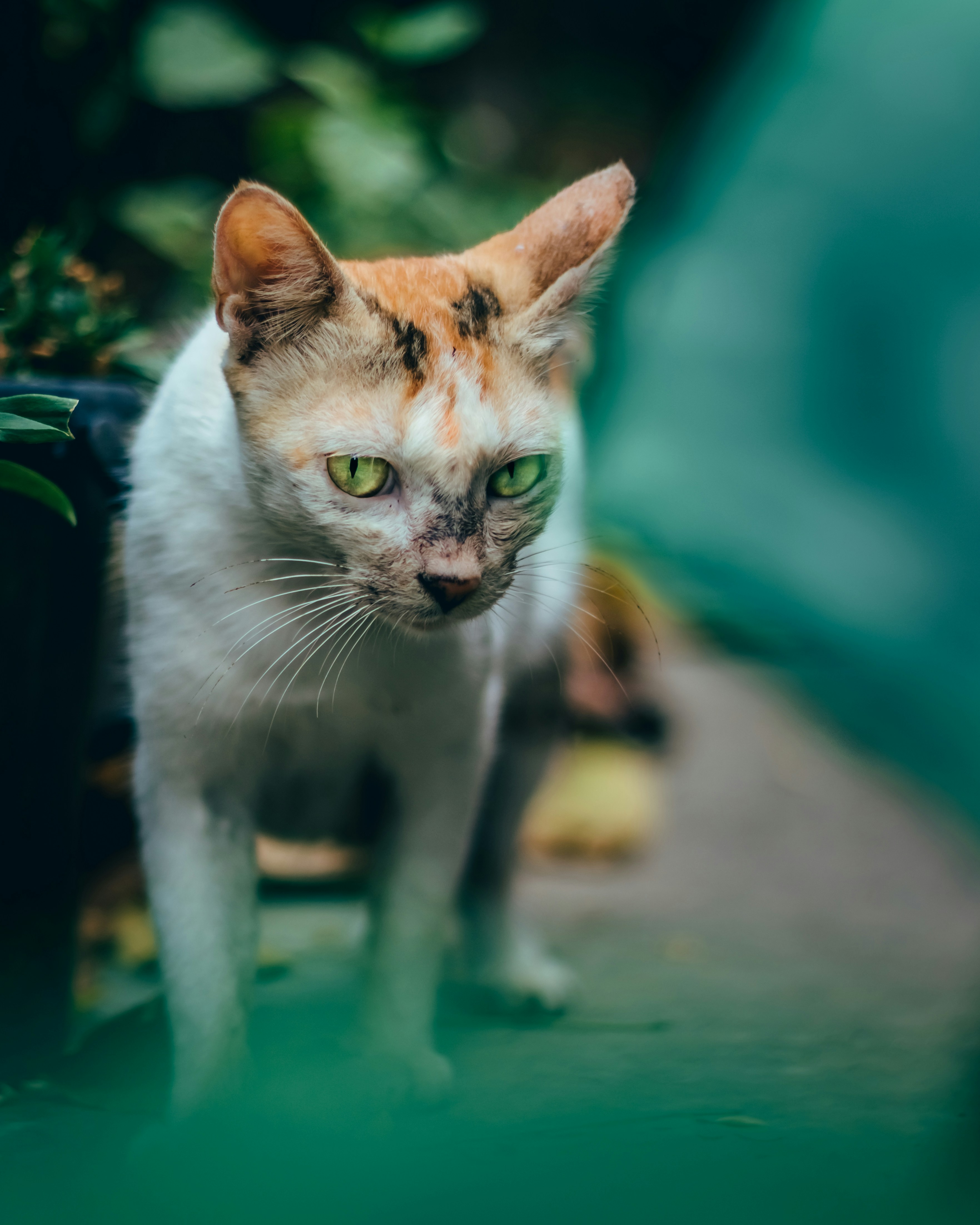 Art Reference - Cats | 2 best free cat, animal, abyssinian and kitten ...