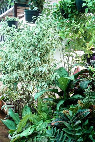 Tropical Indoor Plants and Vintage Curated Items Online Store | Pivot ...