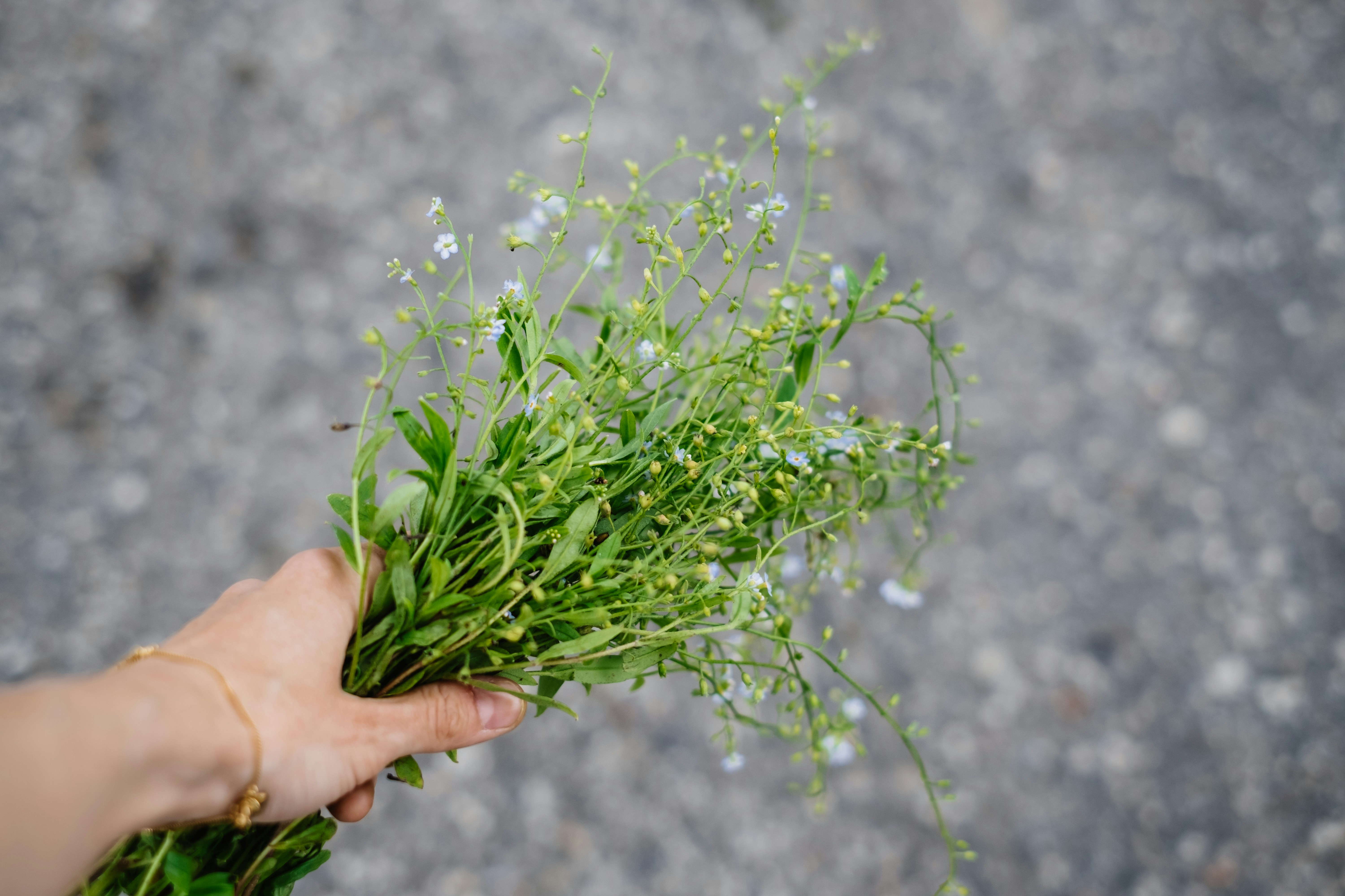 Palmful Greens on Gravel: a Quiet Bouquet