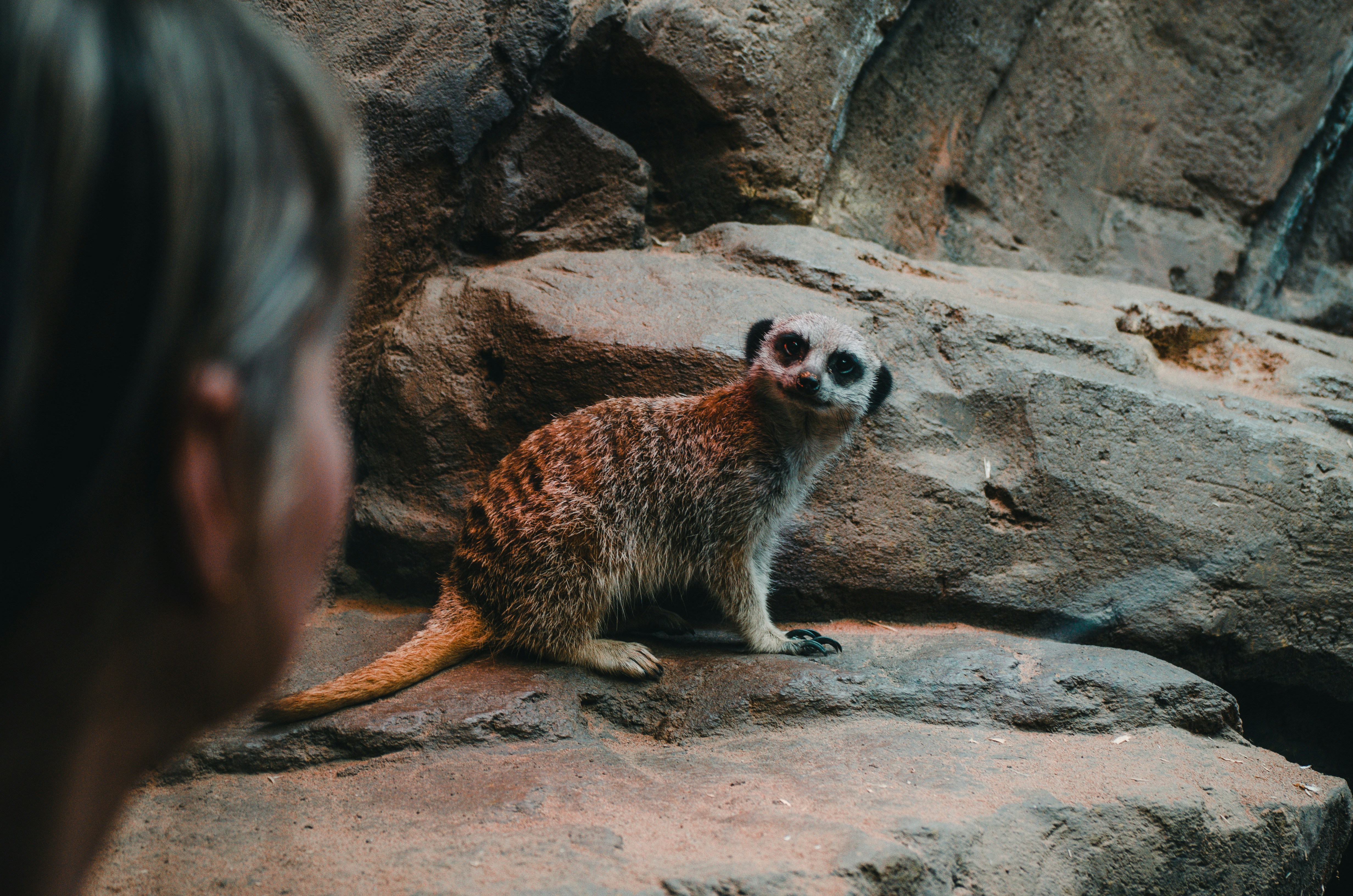 Brown and white animal on brown rock photo – Free Wallpaper Image on ...