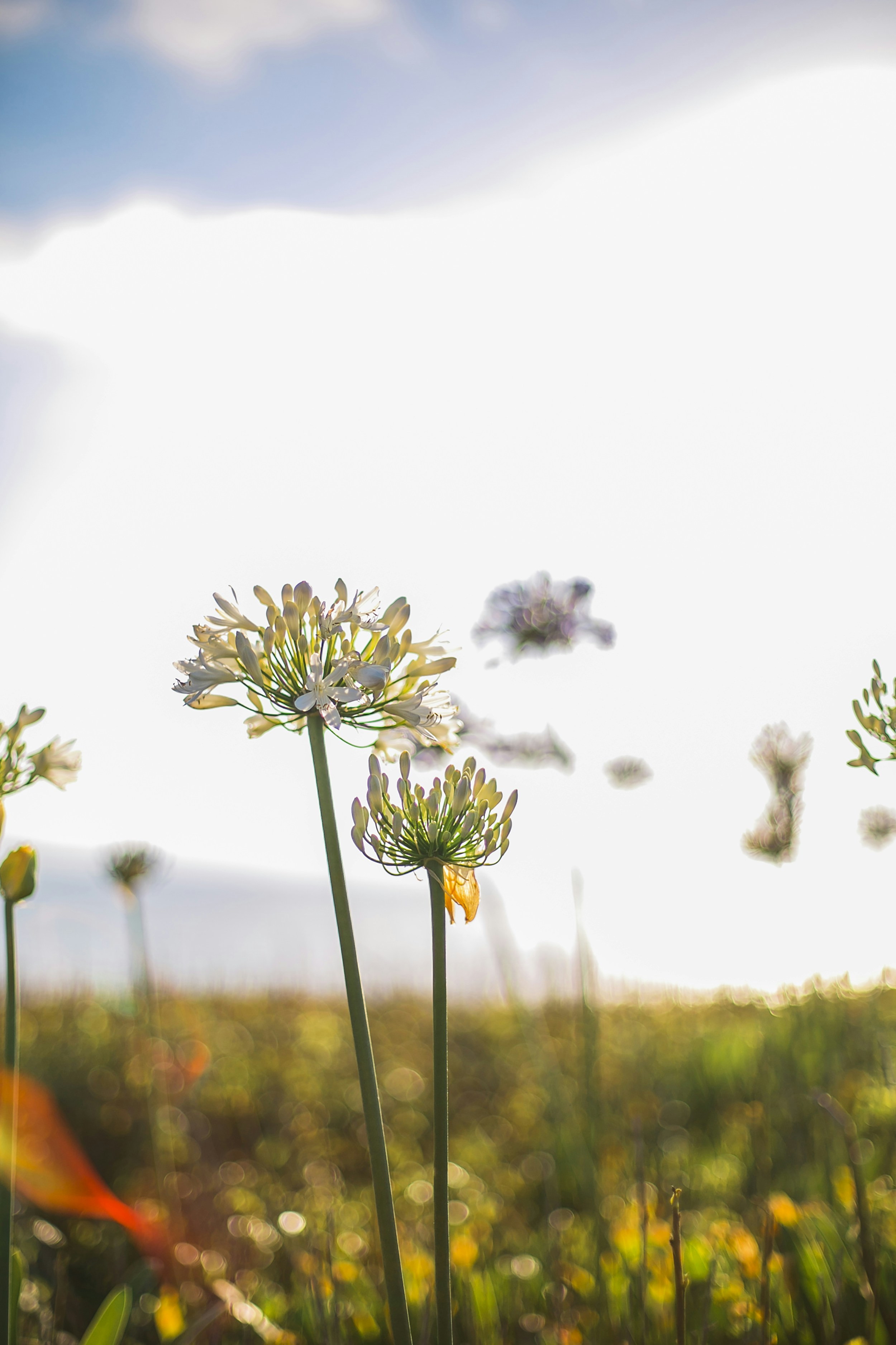 A wild African Lily of the Nile sits in a field near the Californian coast. | white and purple flower in tilt shift lens