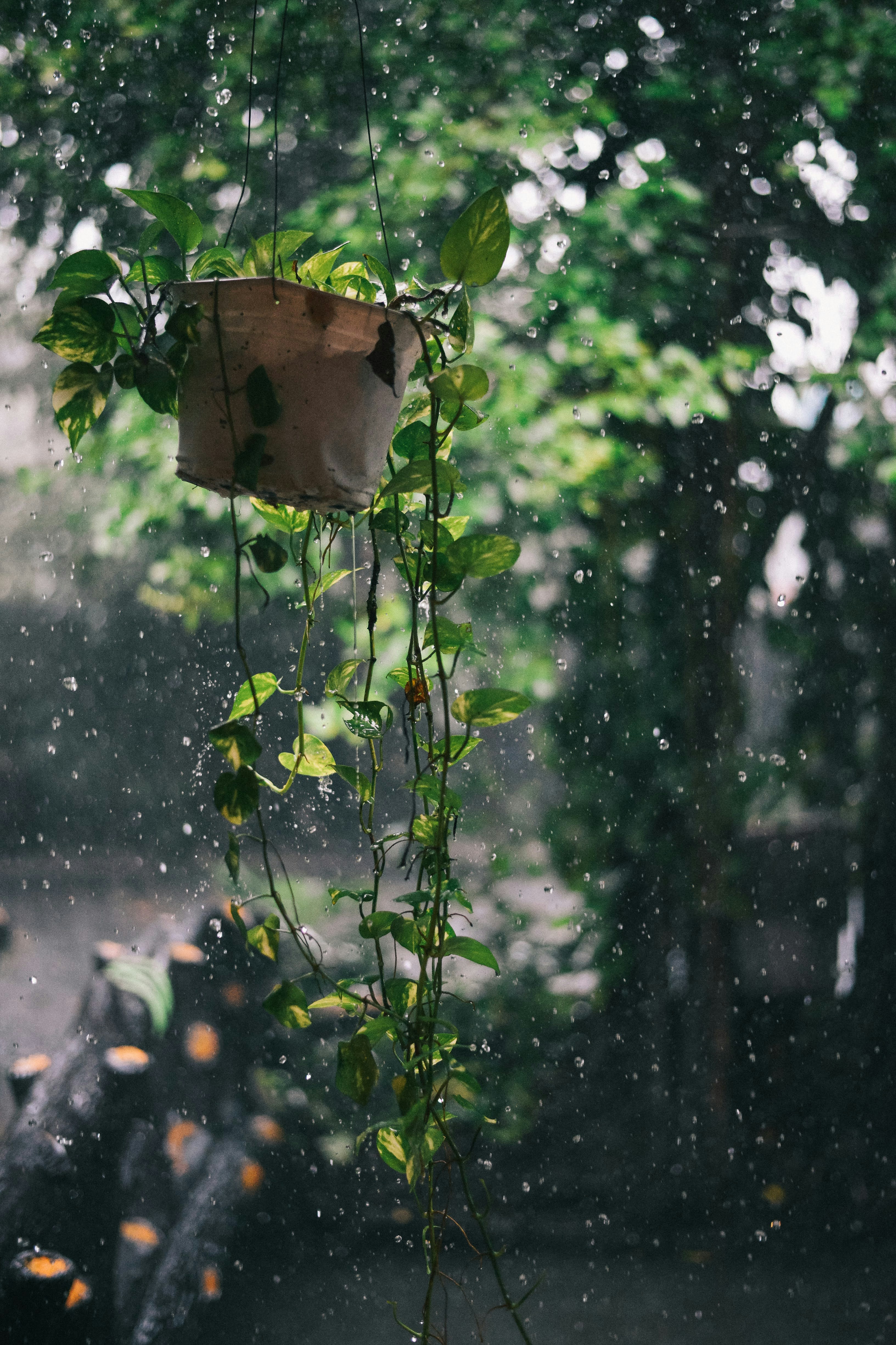 Rainy day