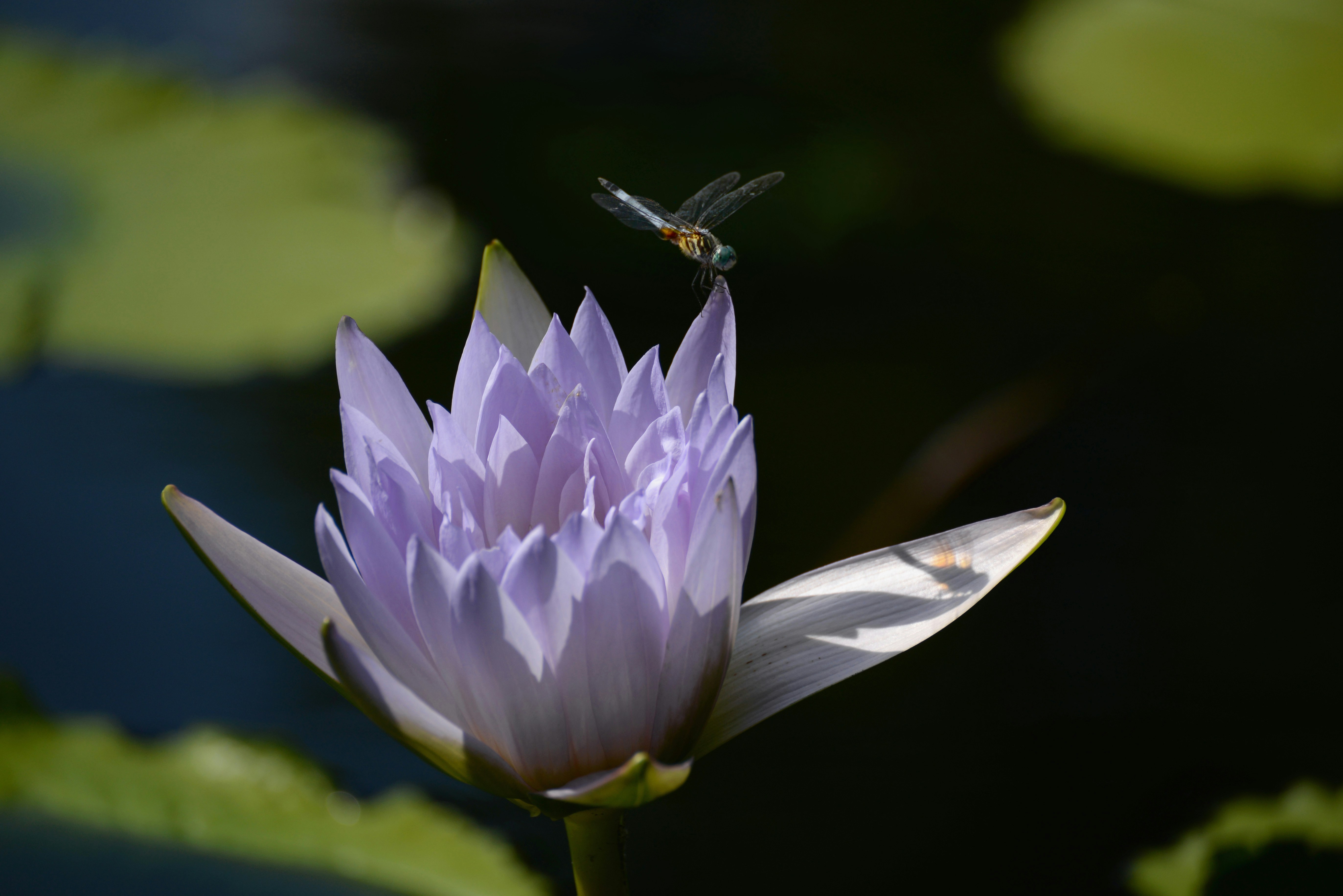 Dragonfly in Flight Over a Violet Water Lily