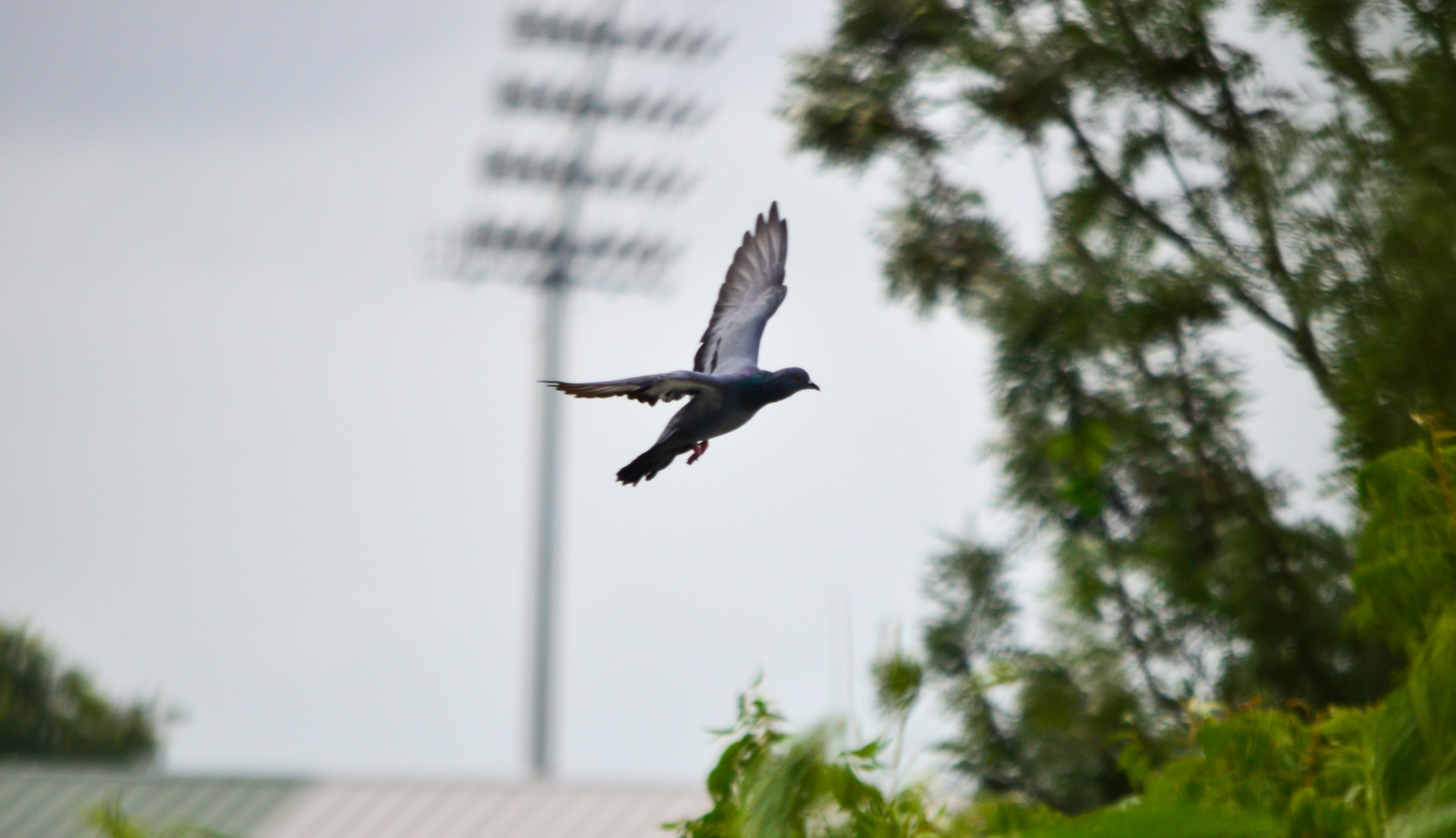 Wingbeat over Green and Steel: A bird in midflight beneath stadium lights