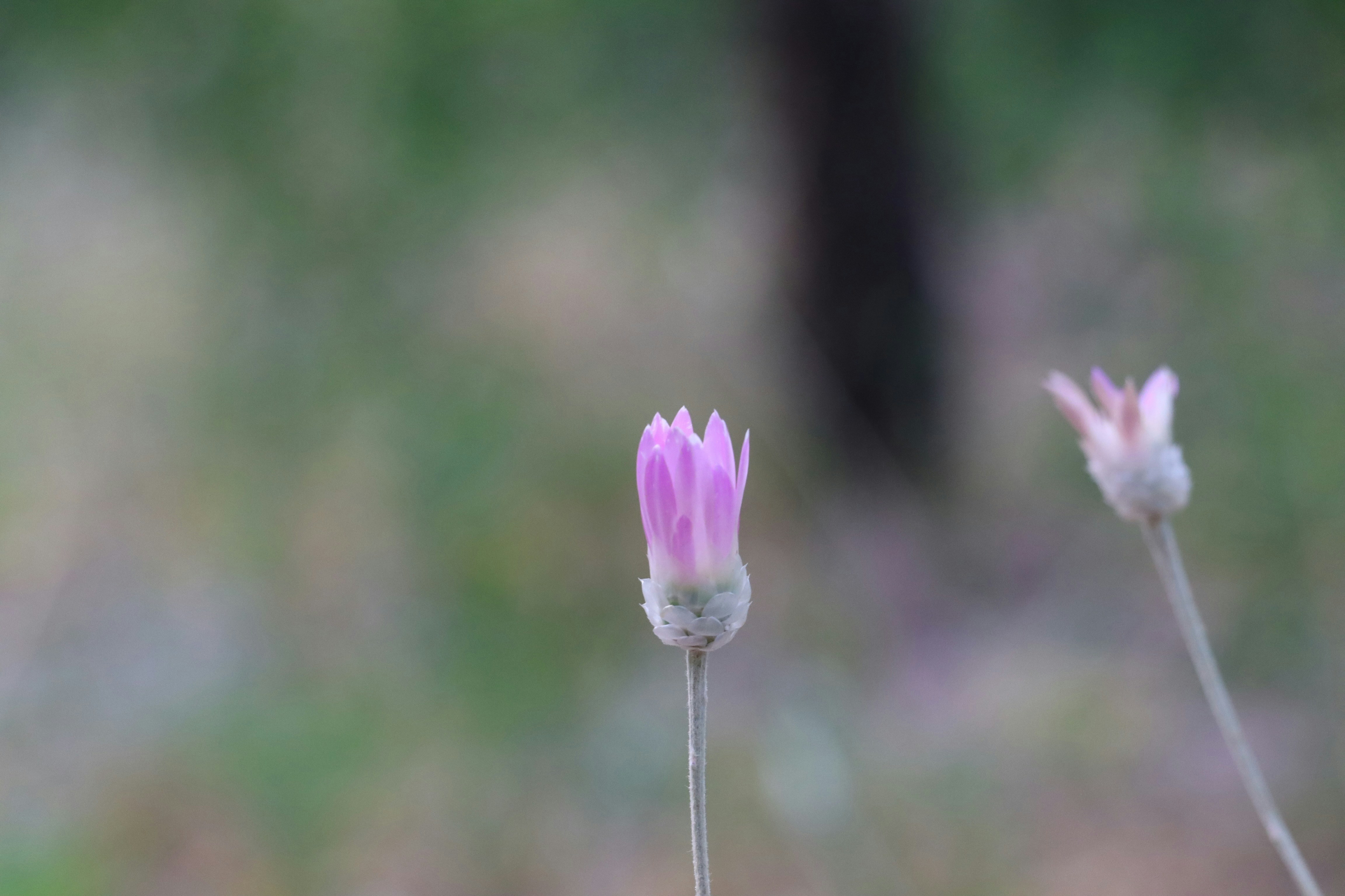 purple flower in tilt shift lens