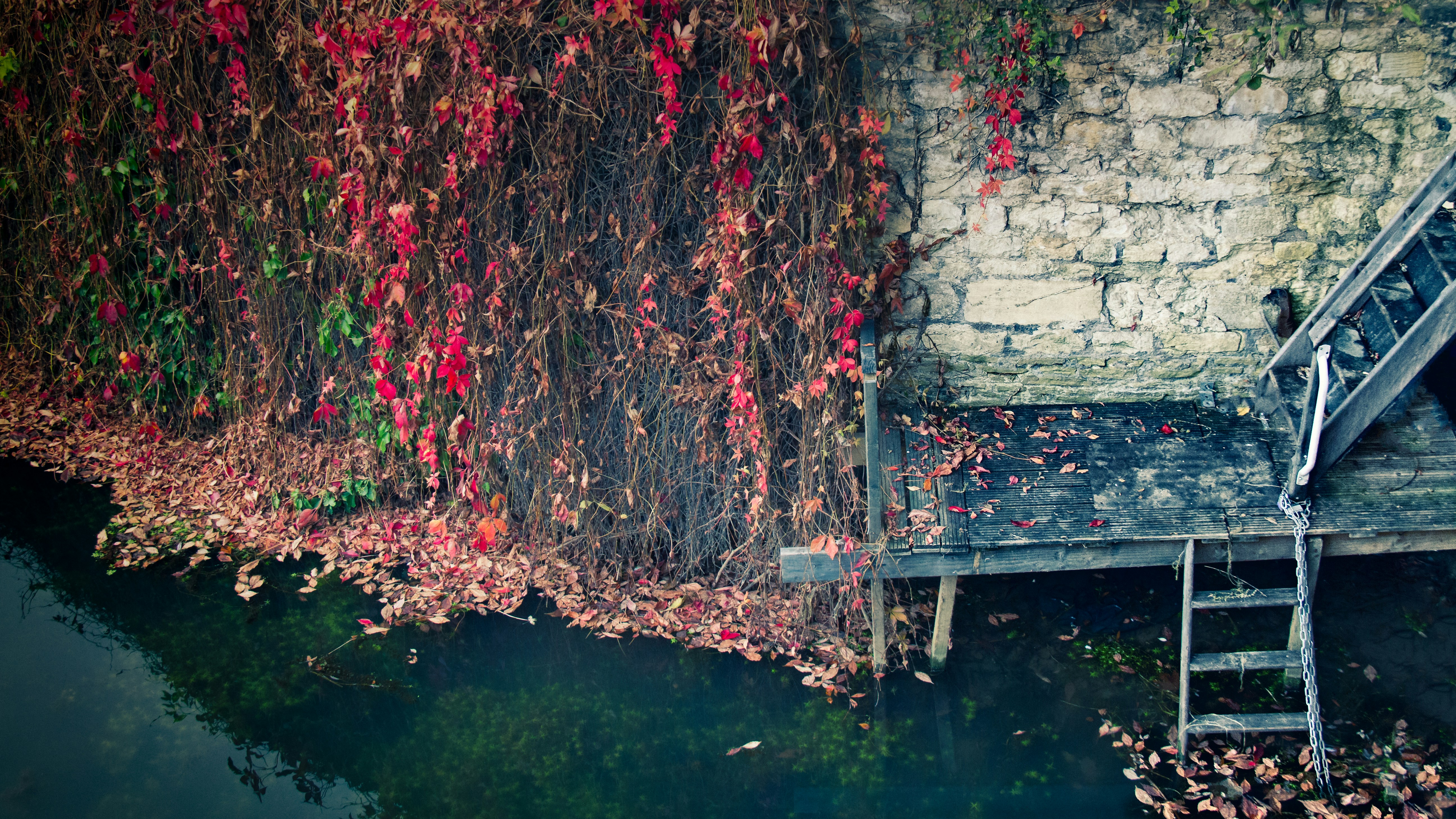 Crimson Vines Framing a Weathered Dock Over Quiet Water