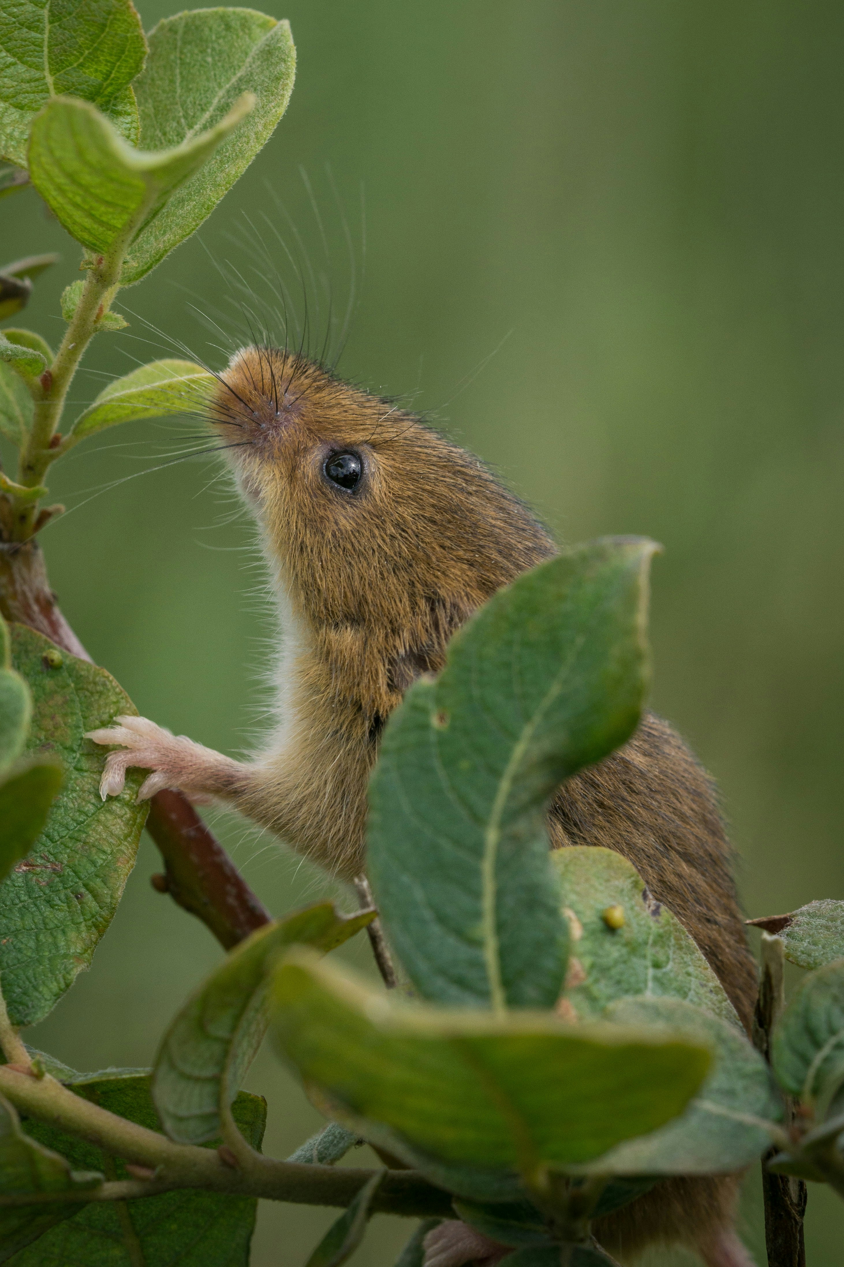 brown rodent on green leaf