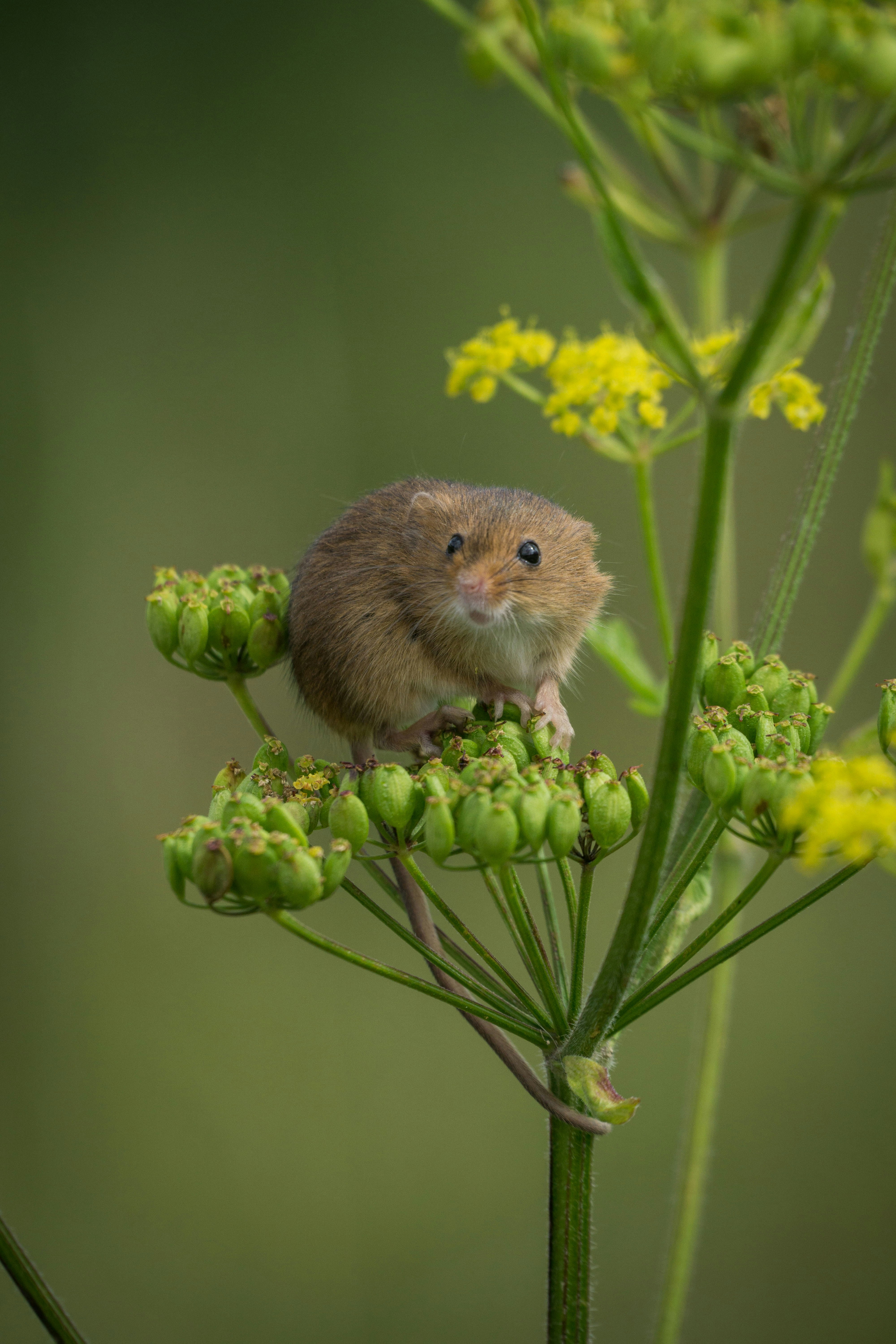 Brown Mouse on Green Umbels: A Microcosm of Spring