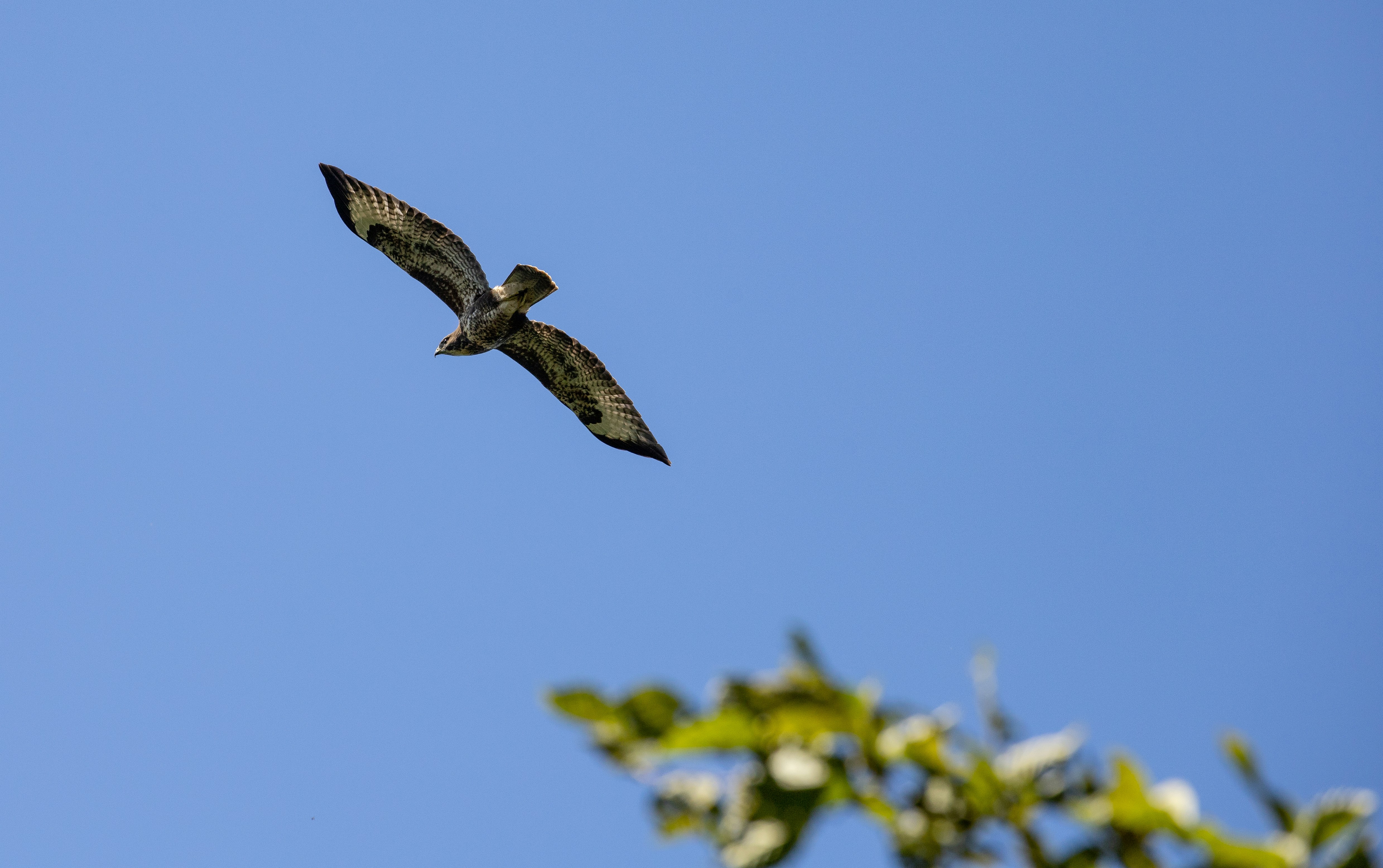 Bird gliding effortlessly through a clear blue sky, showcasing its wingspan and grace. The vibrant foliage below adds depth to the scene.