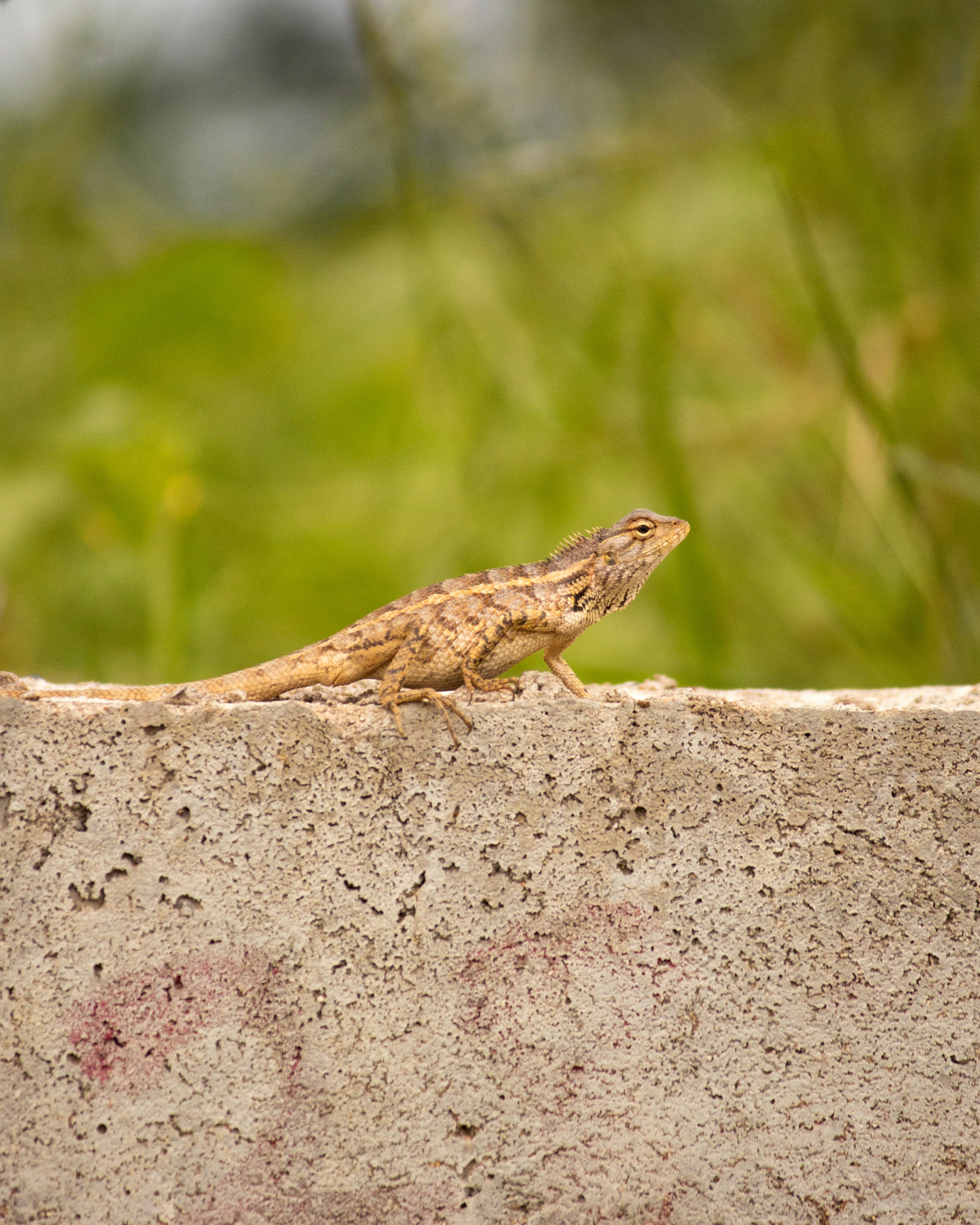 brown and black lizard on gray rock