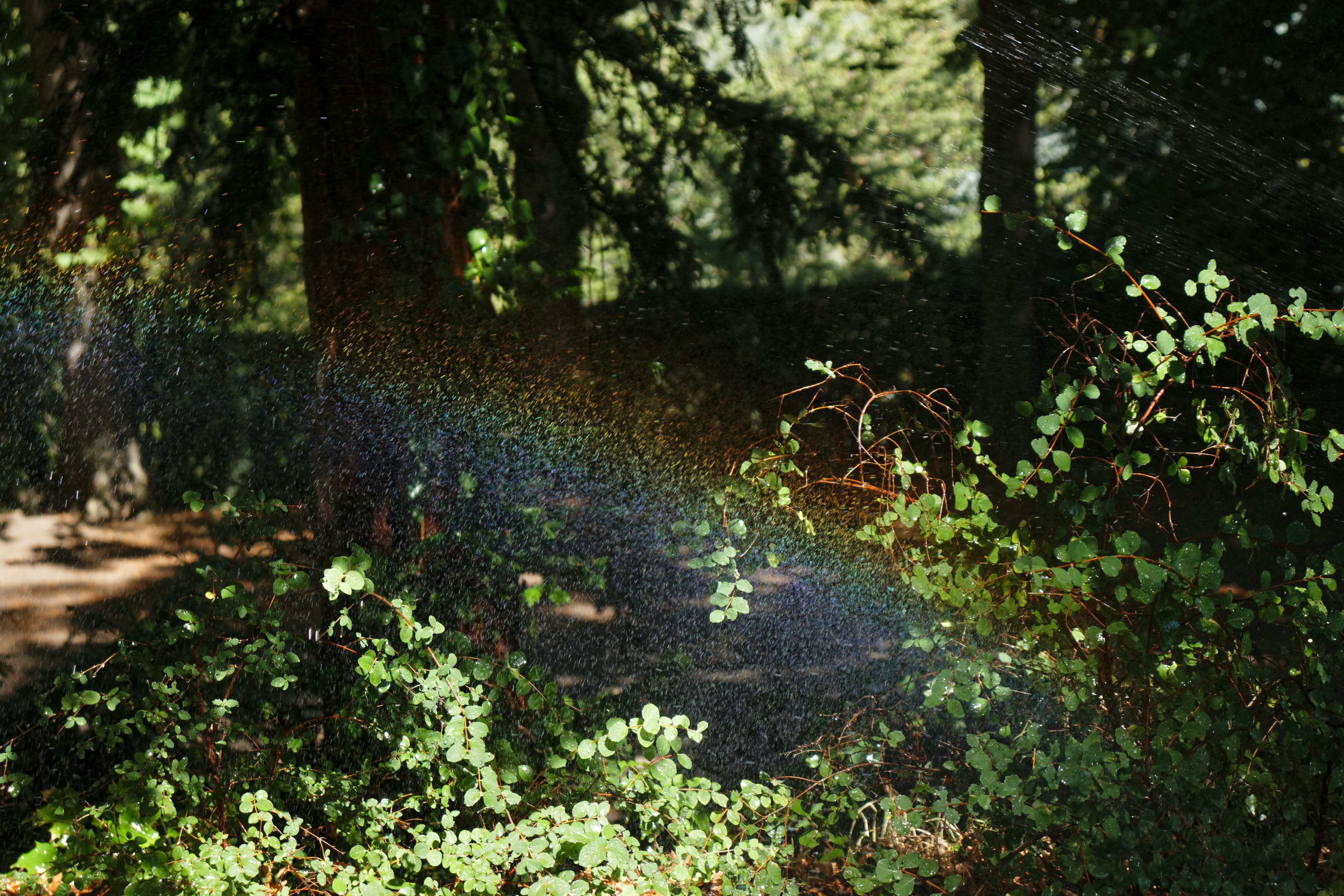 Forest Rainbow over Sunlit Sprinkler Mist