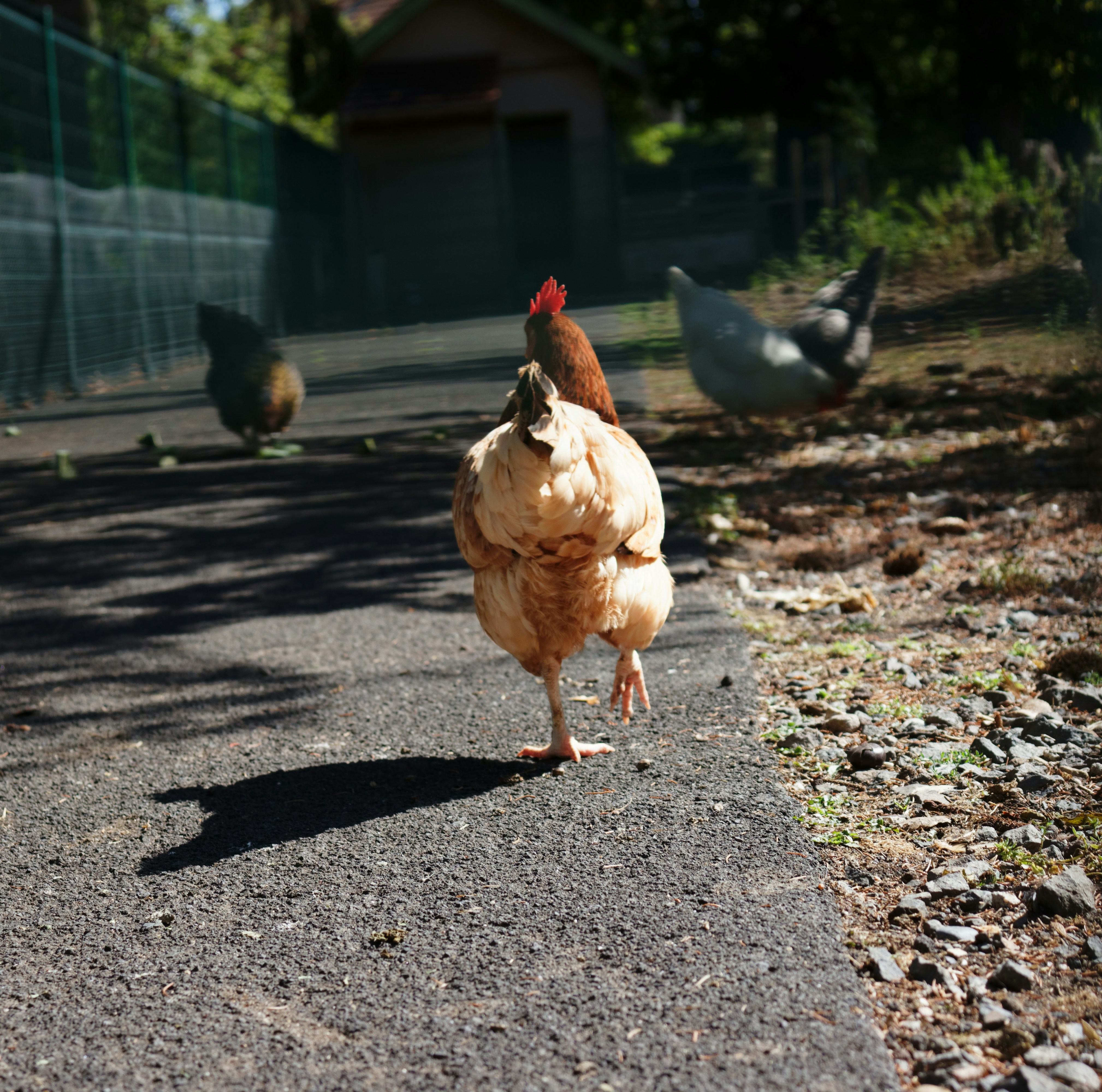 white chicken on gray concrete floor during daytime