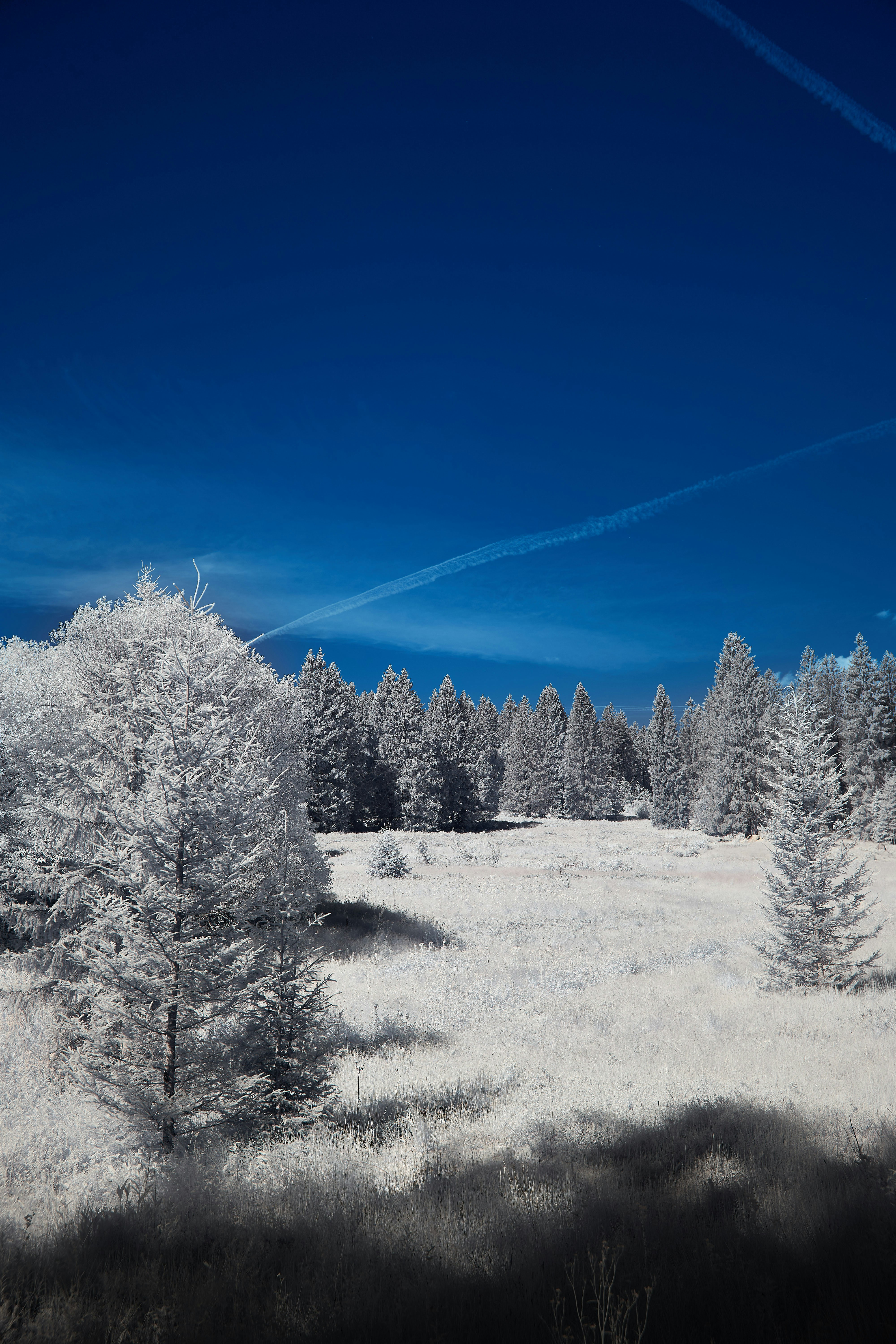 Cobalt Horizon: Frosted Pines in Infrared Light