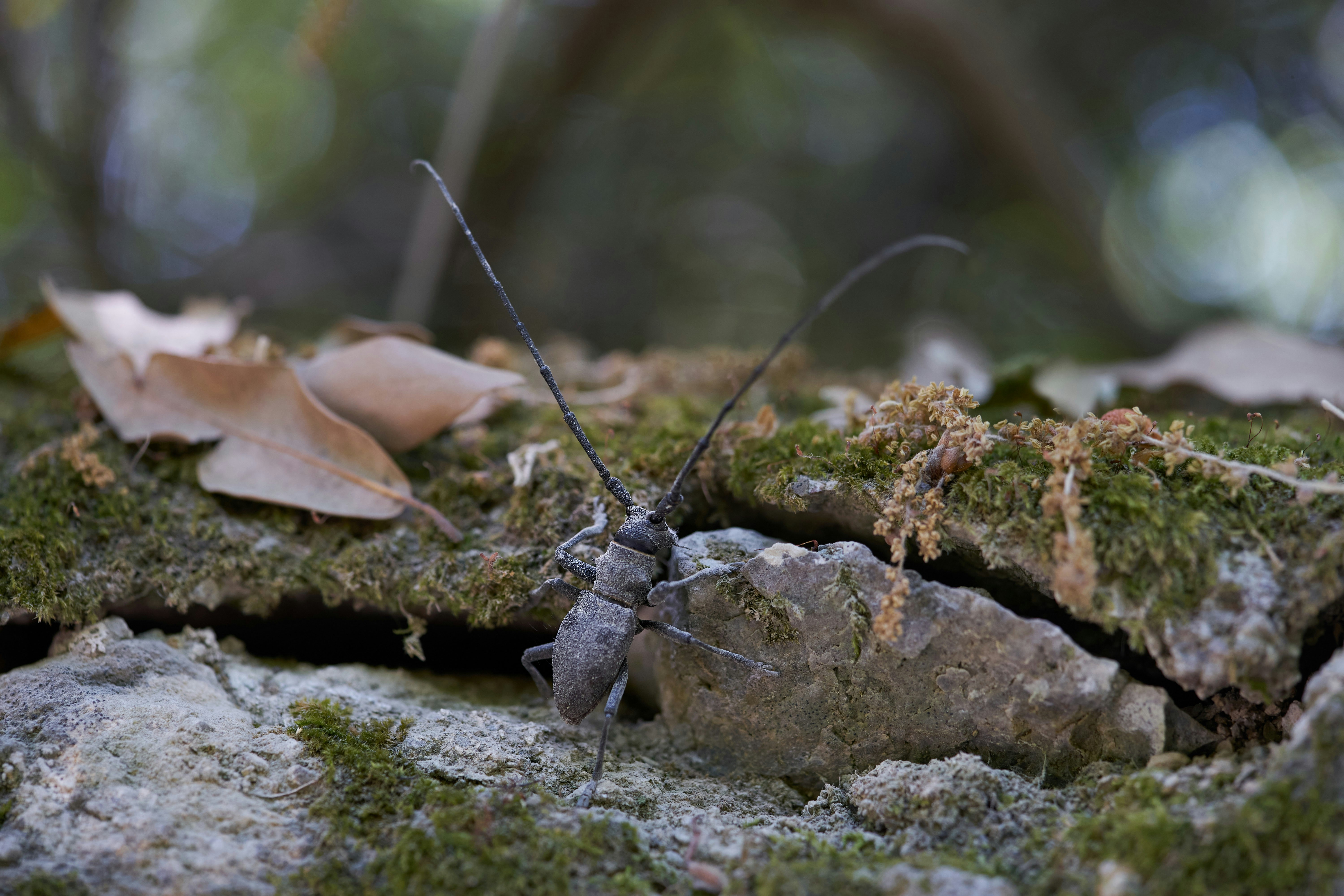 Majestic Forest Stalker: A Mossy Encounter with a Longhorn Beetle