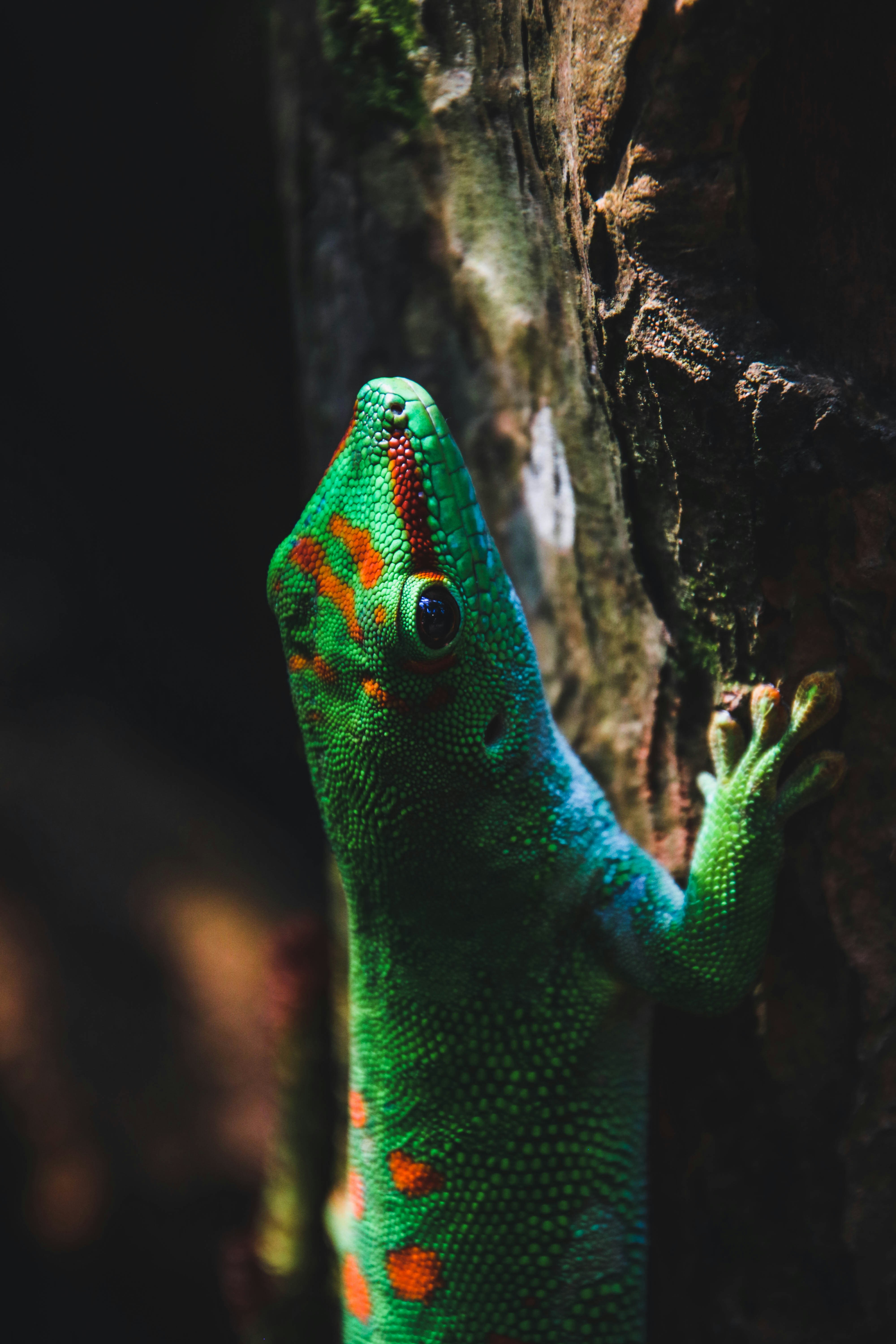 Green Lizard Pictures | Download Free Images on Unsplash