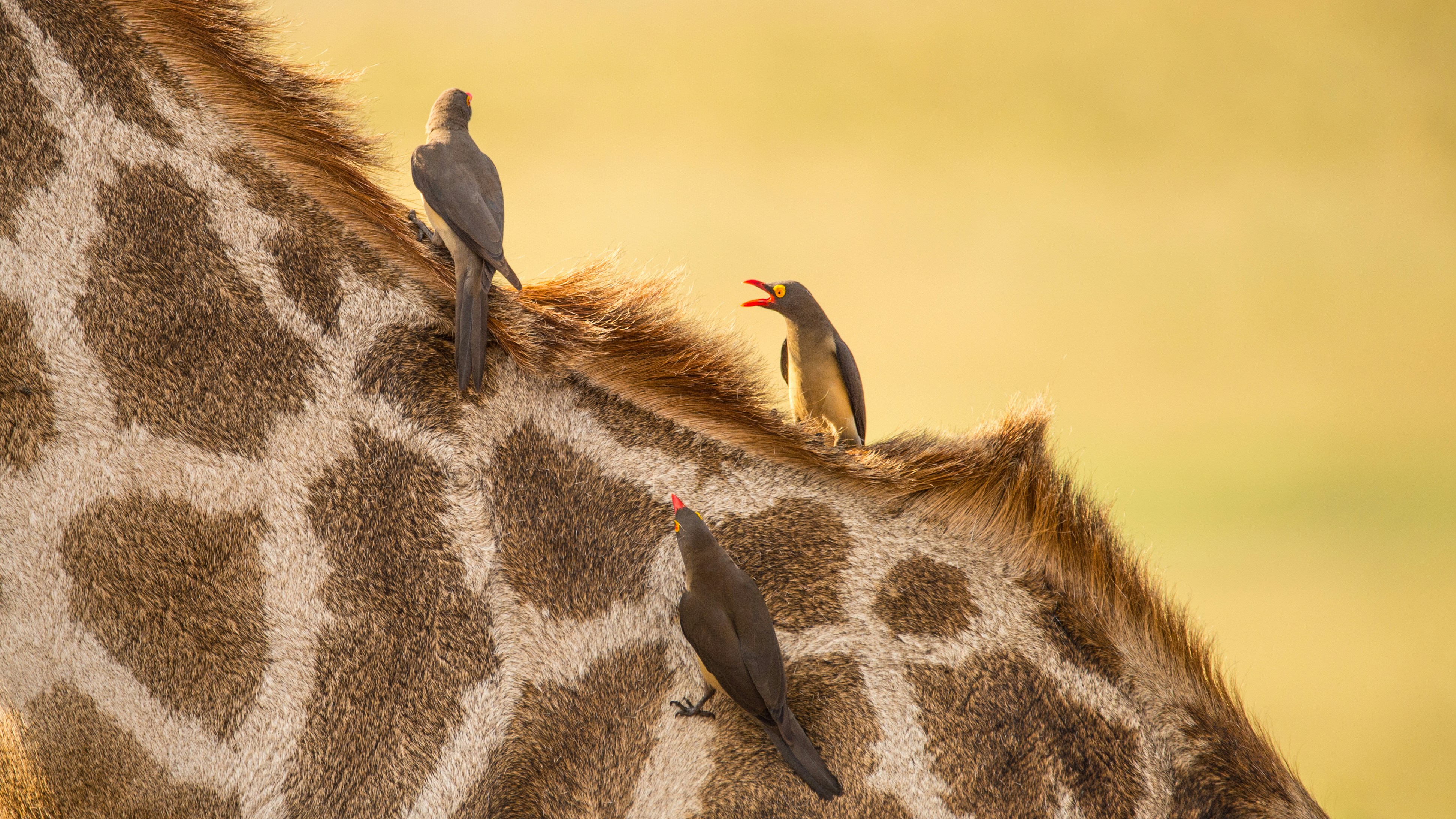 Three birds perched on the neck of a giraffe, engaging in a lively interaction against a softly blurred background.