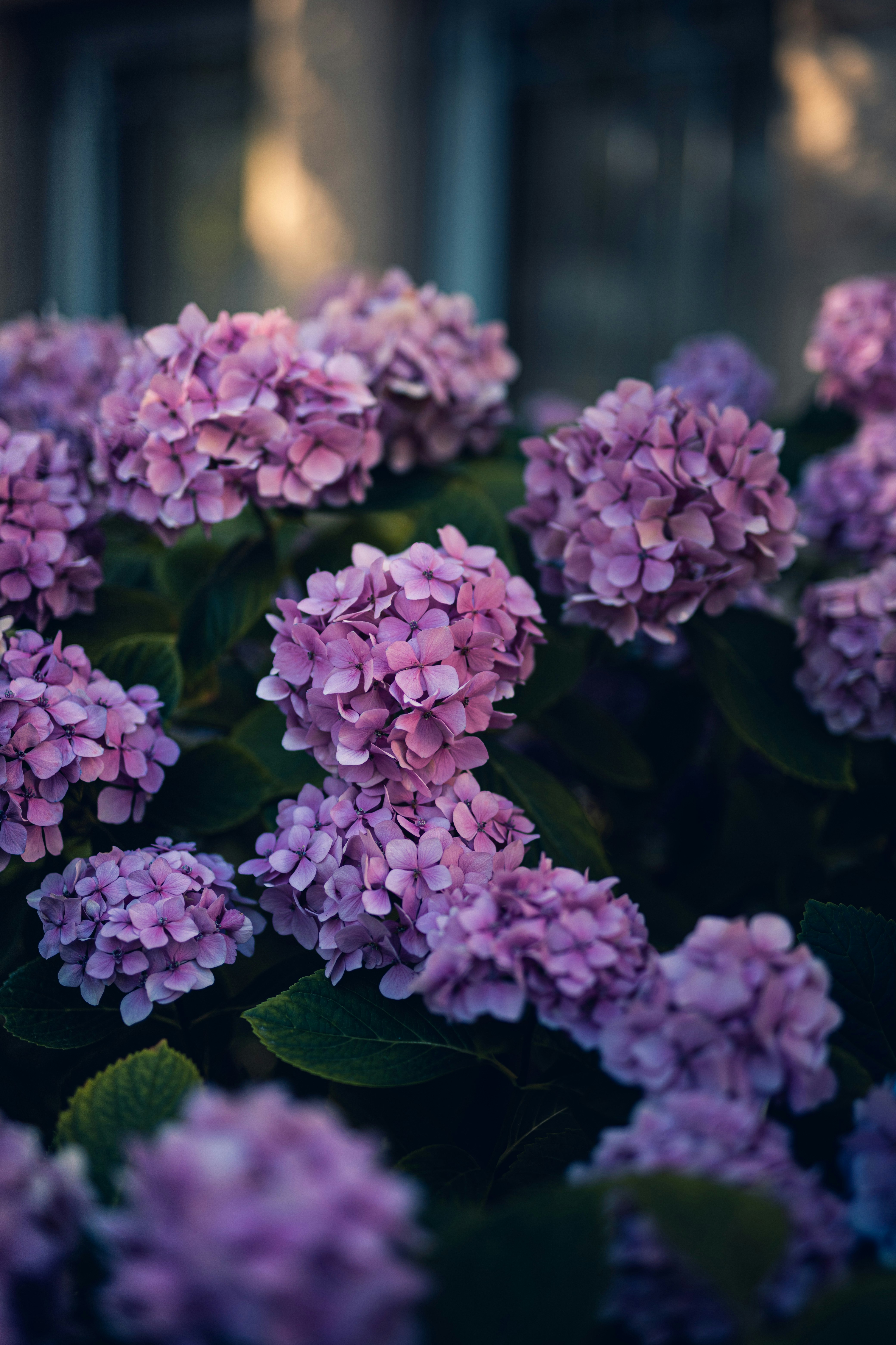 Soft Focus on Lavender Hydrangea Clusters in Dusky Light