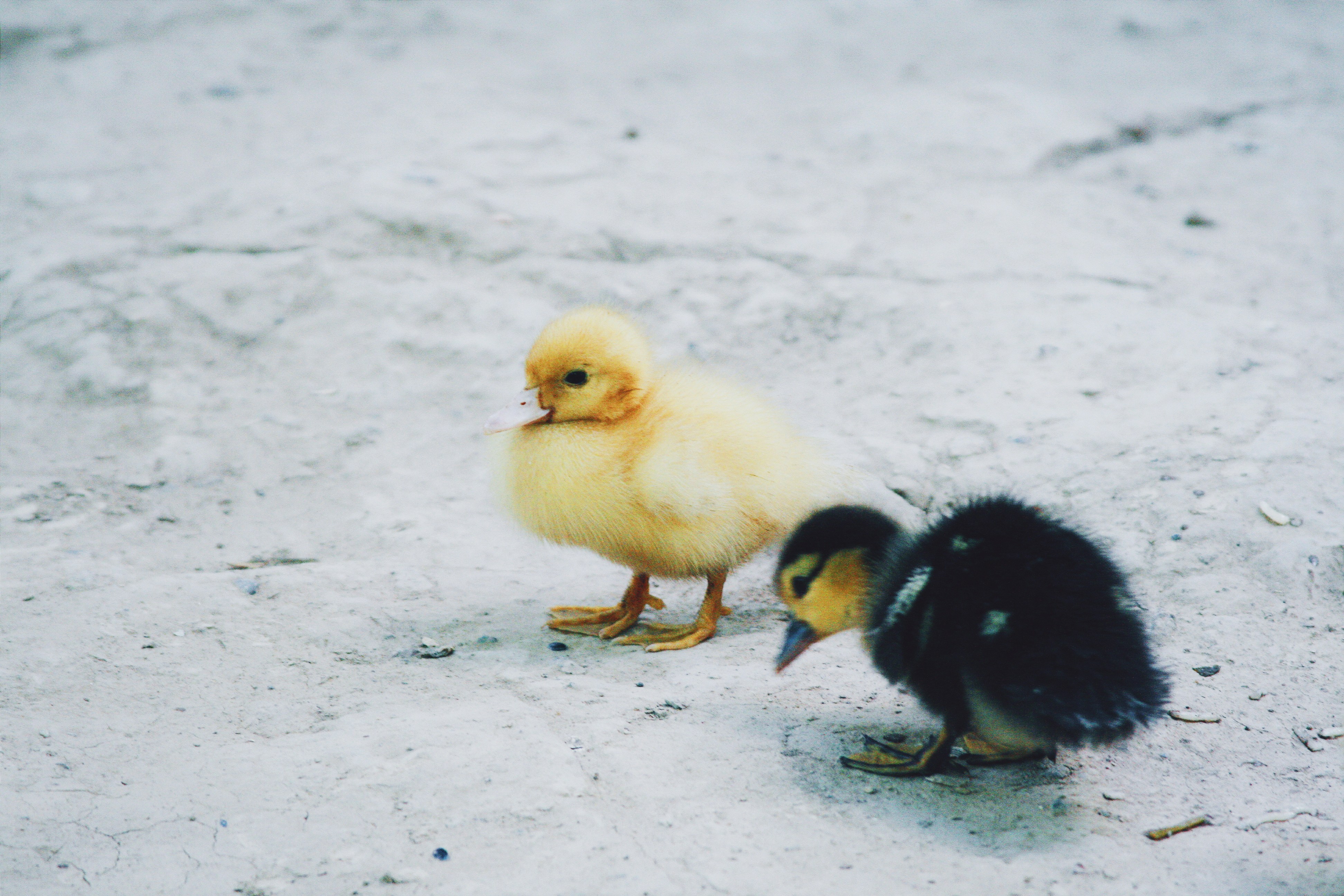 Two yellow and black ducklings on snow covered ground photo – Free ...